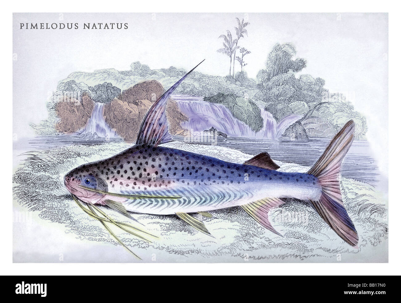 Pimelodus hi-res stock photography and images - Alamy