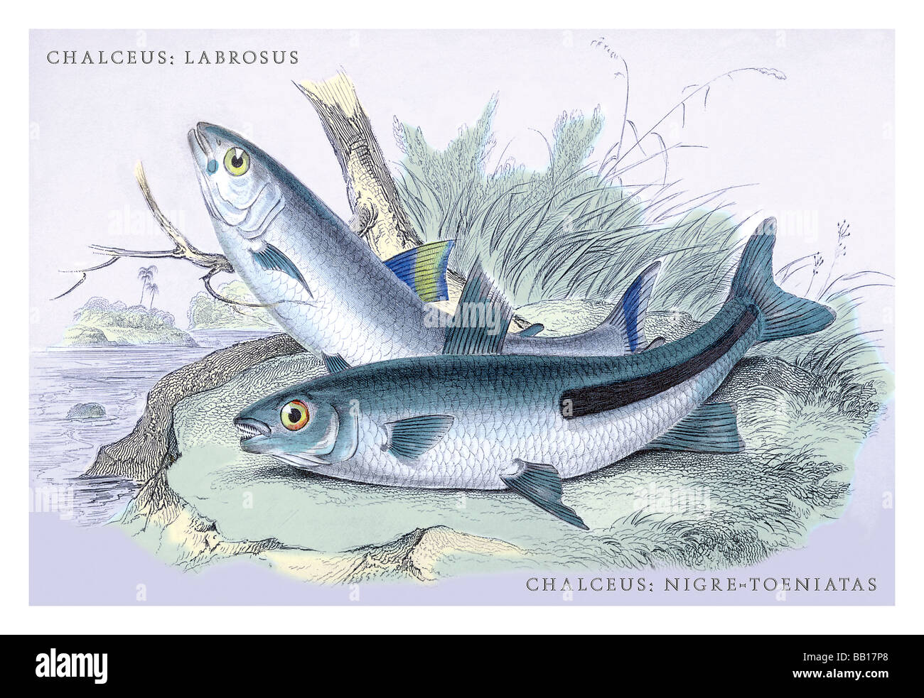 Nigre-Toeniatas and Chalceus Stock Photo - Alamy