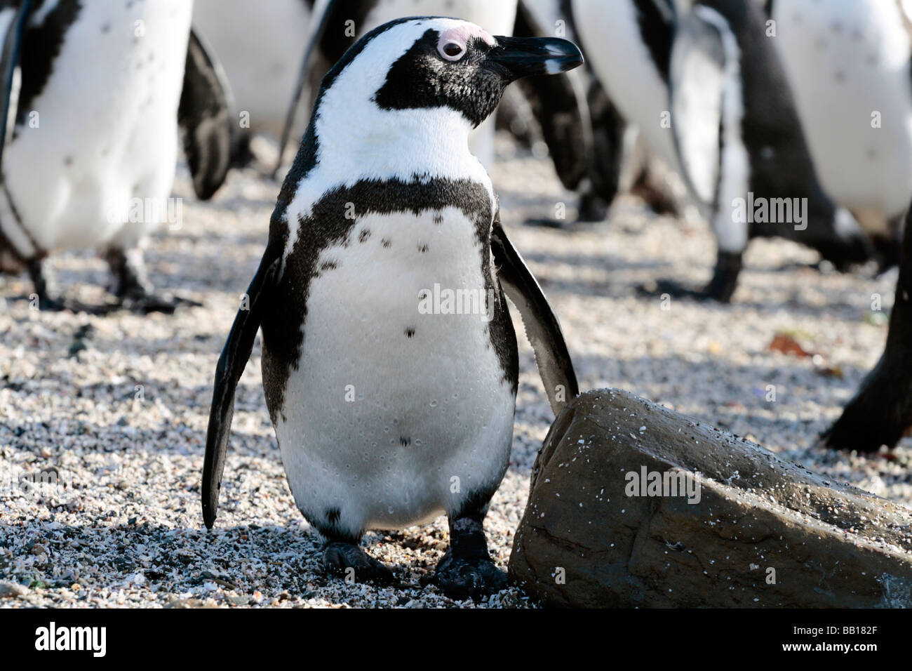 African Penguin Spheniscus demersus, also known as Jackass Penguins, at ...