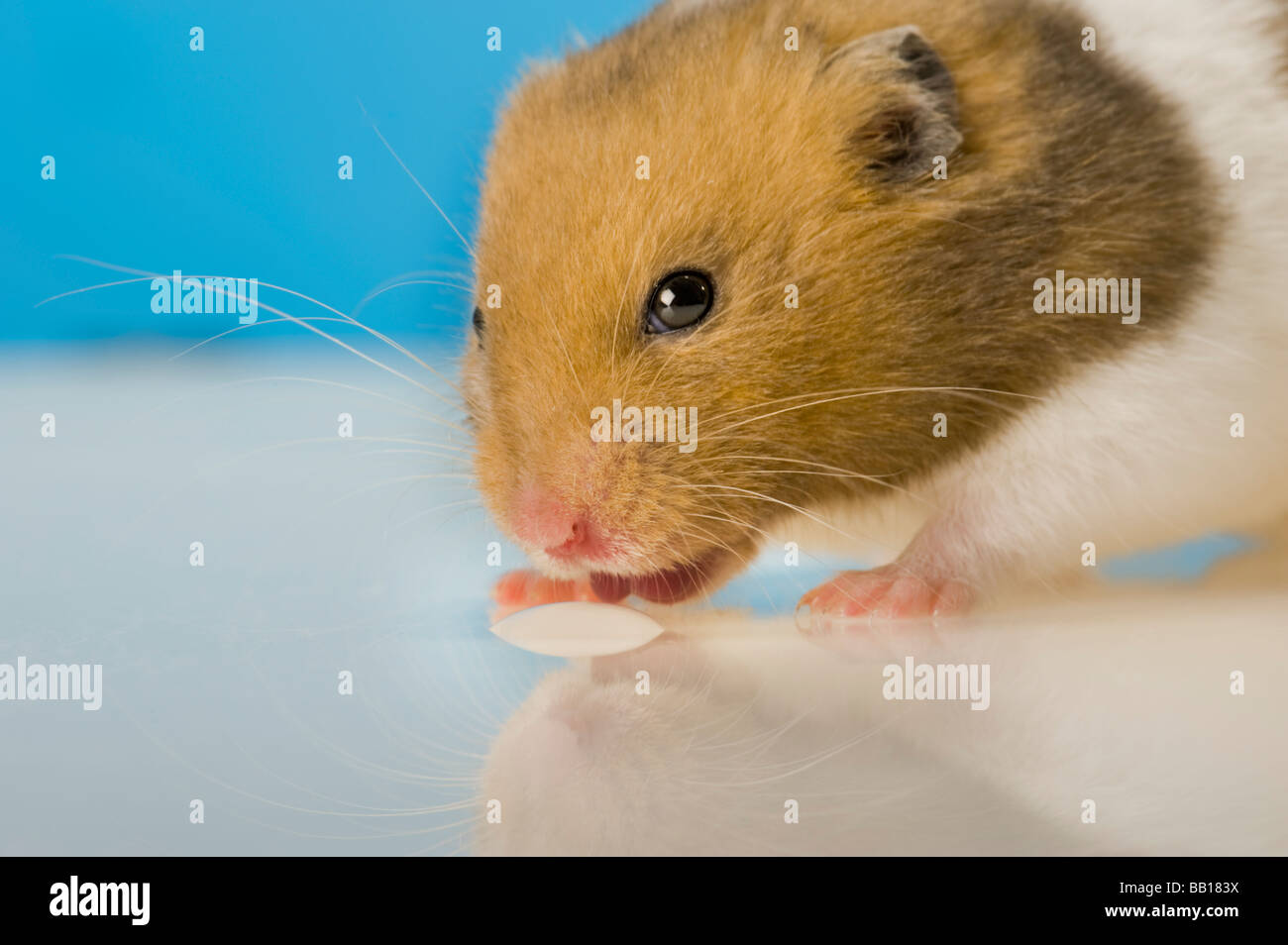 Nimble animal hi-res stock photography and images - Alamy