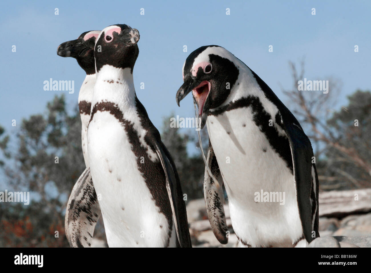 African Penguin Spheniscus demersus, also known as Jackass Penguins, at ...