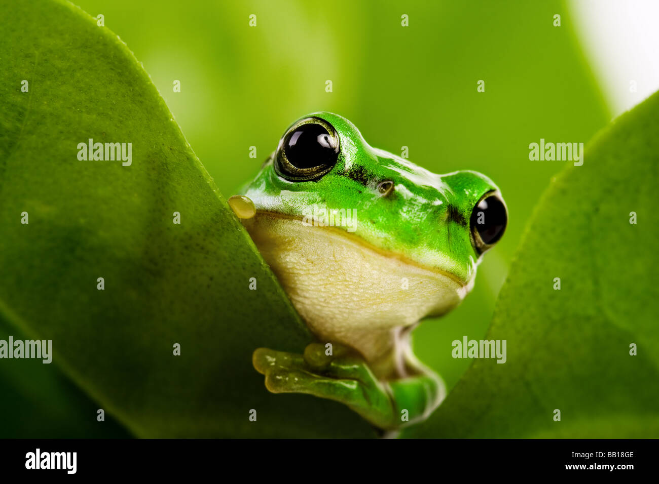 Frog peeking out from behind the leaves Stock Photo - Alamy