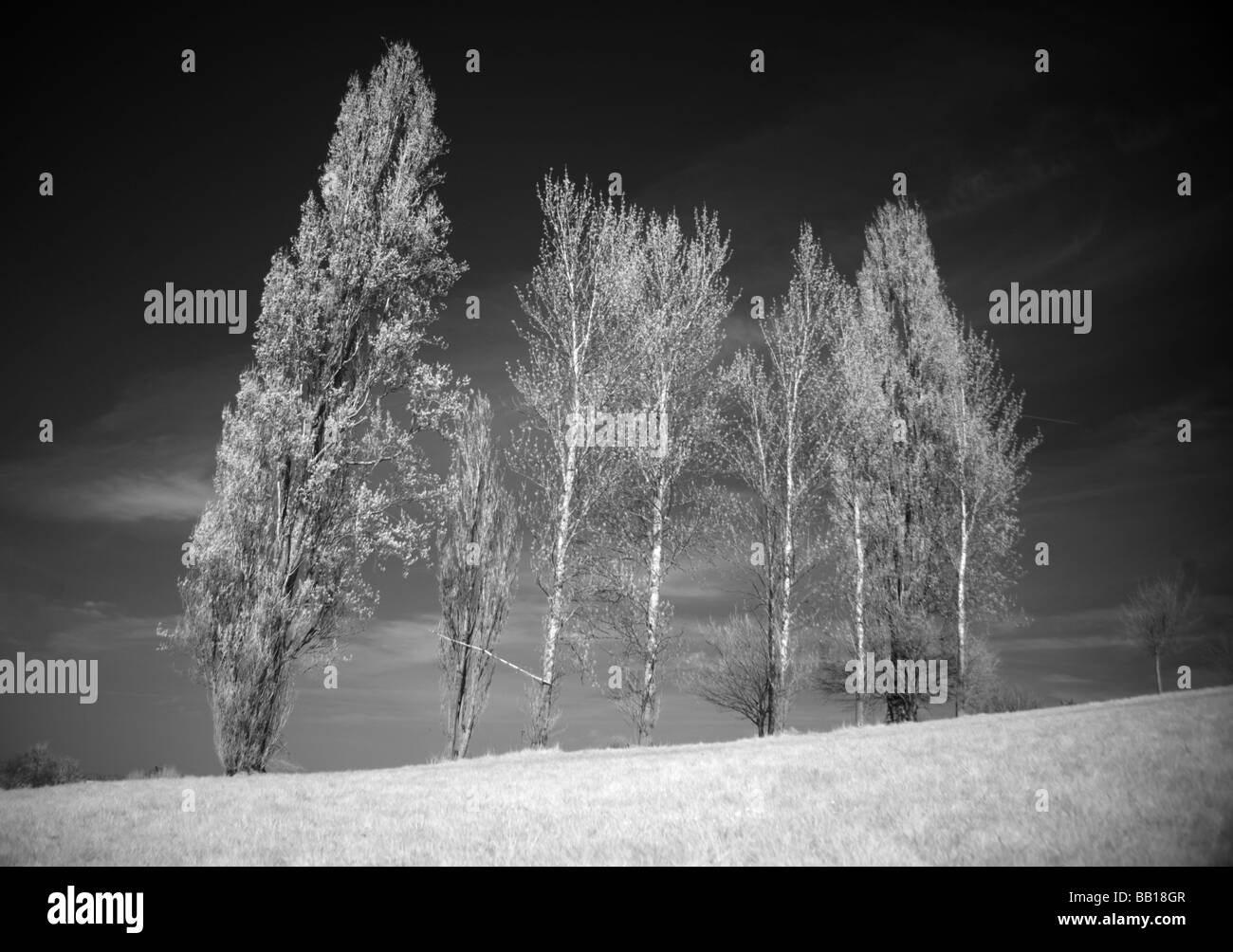 Infra red images of trees in Harrow on the Hill Stock Photo - Alamy