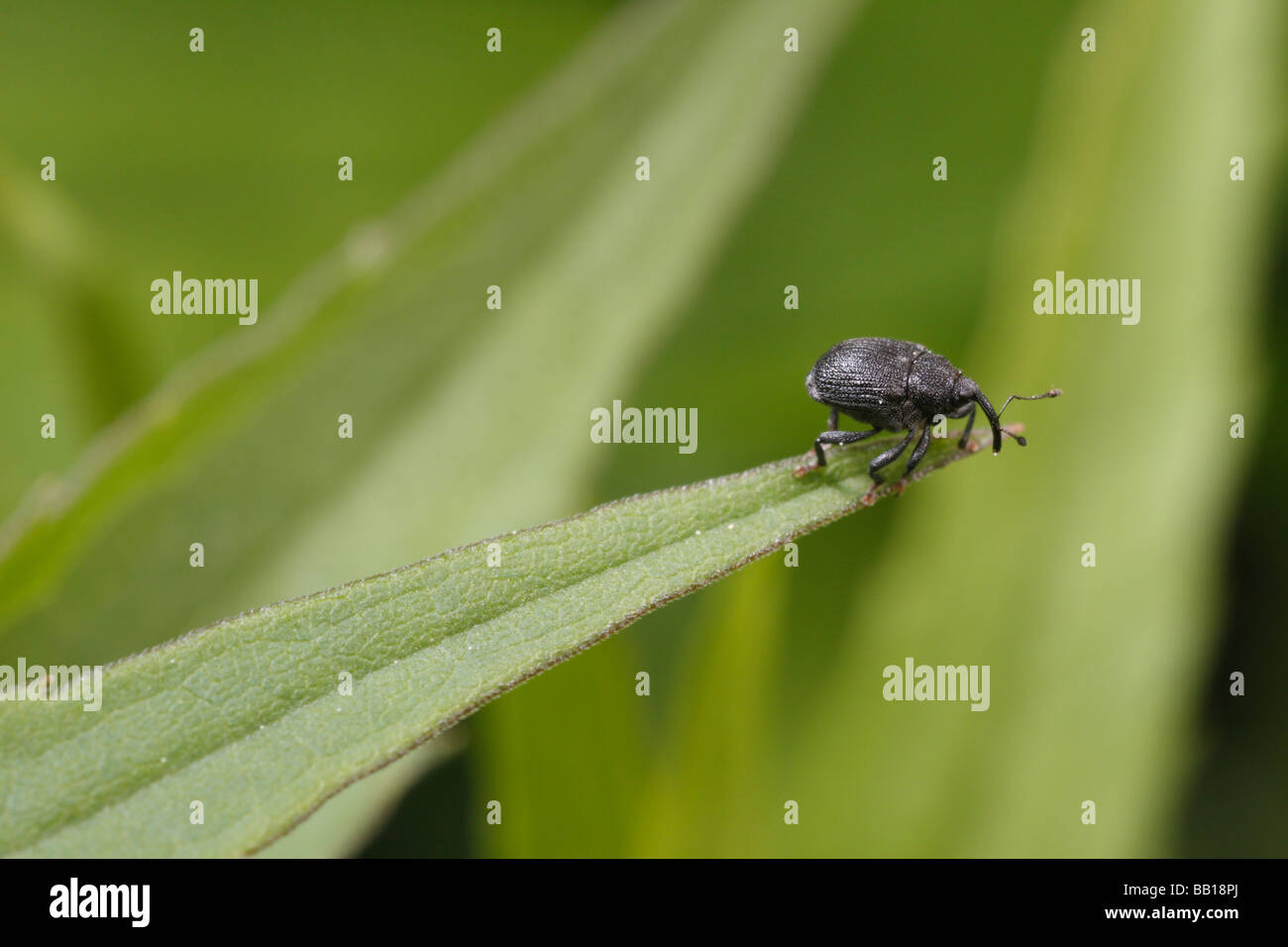 Magdalis ruficornis, a snout beetle or weevil Stock Photo - Alamy