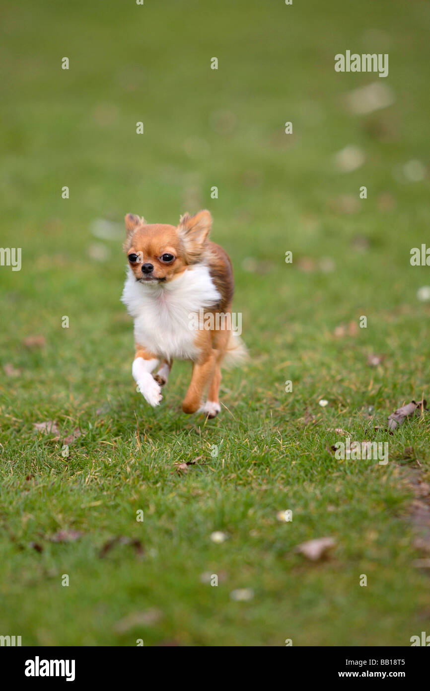 Chihuahua running hi-res stock photography and images - Alamy