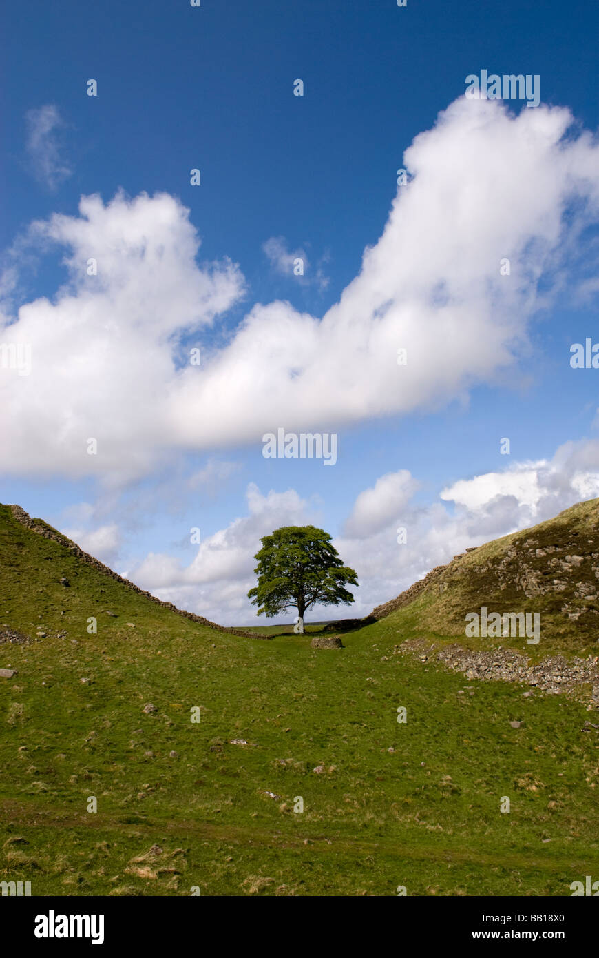 Sycamore Gap Hadrian's Wall Steel Rigg section near Hexham ...