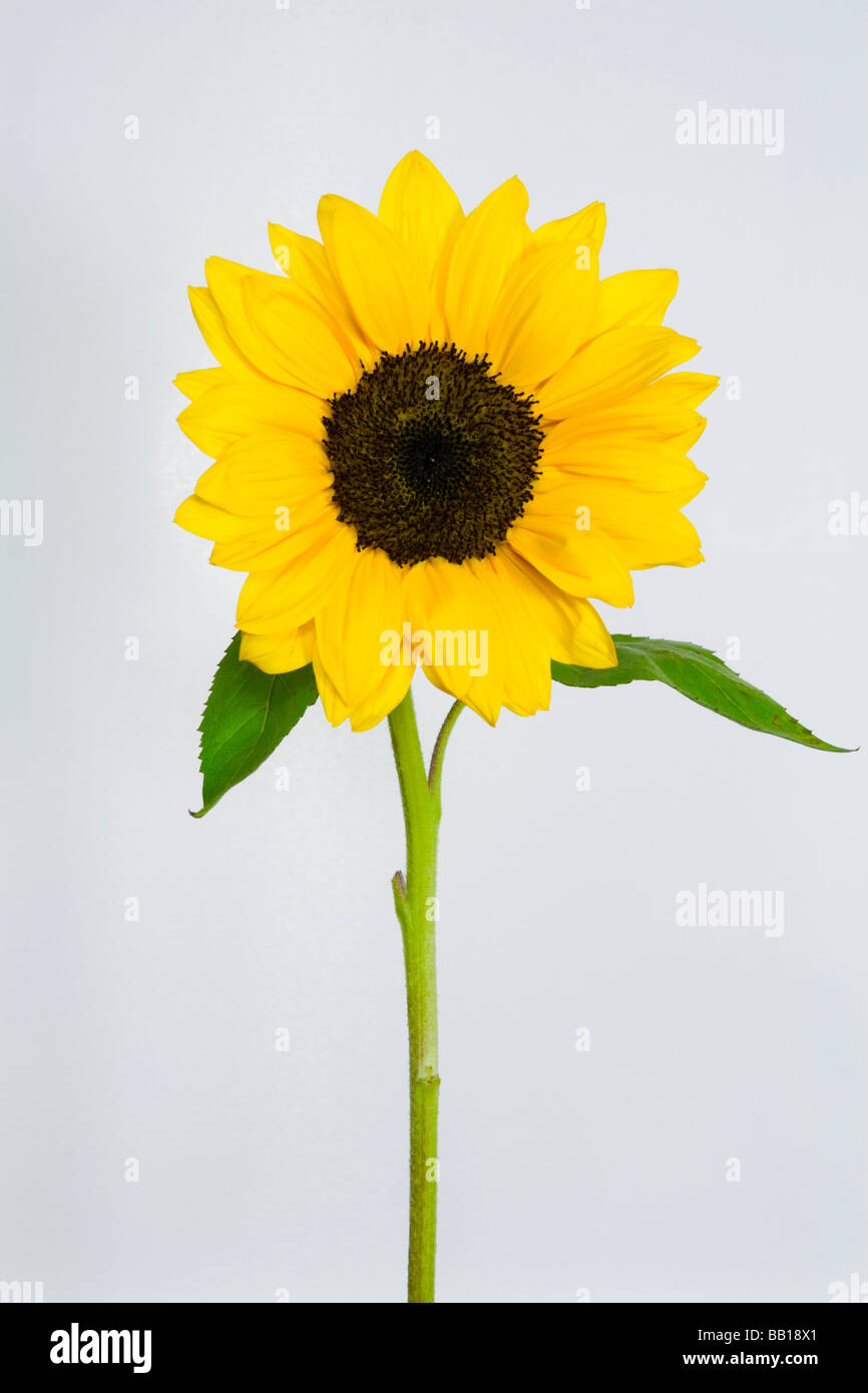 Single sunflower hi-res stock photography and images - Alamy