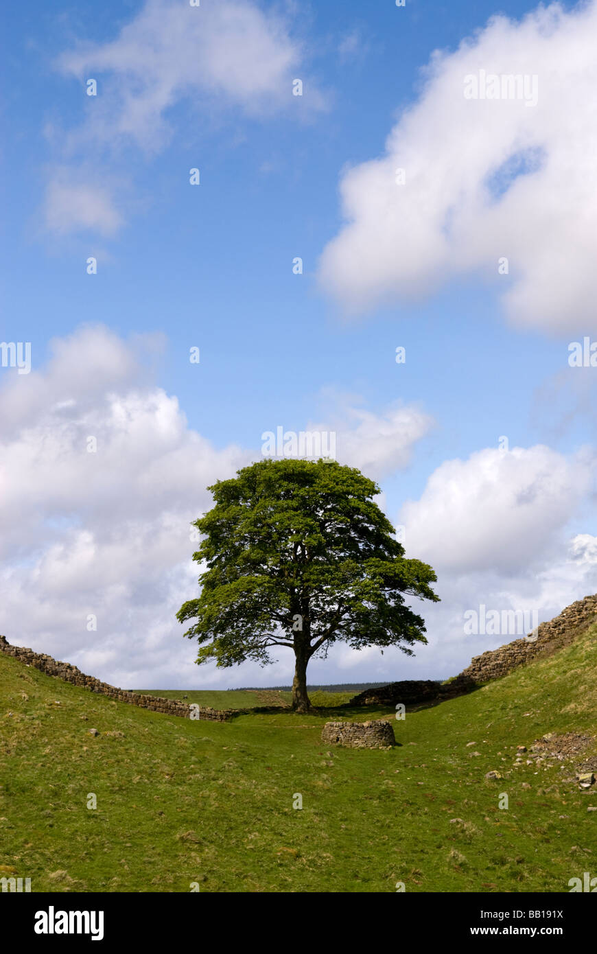 Sycamore gap hadrian's wall hi-res stock photography and images - Alamy