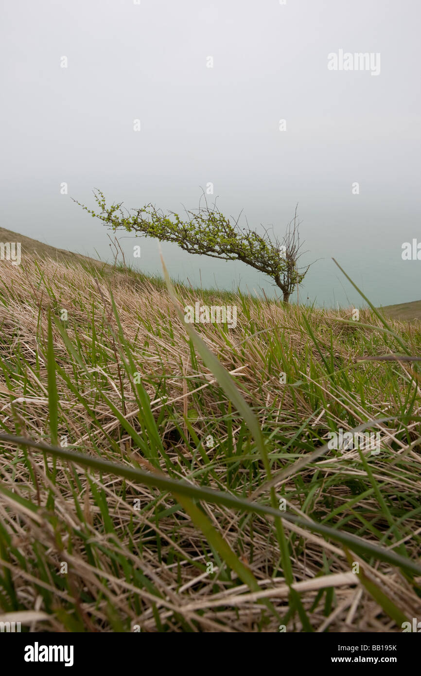 Windswept tree hi-res stock photography and images - Alamy