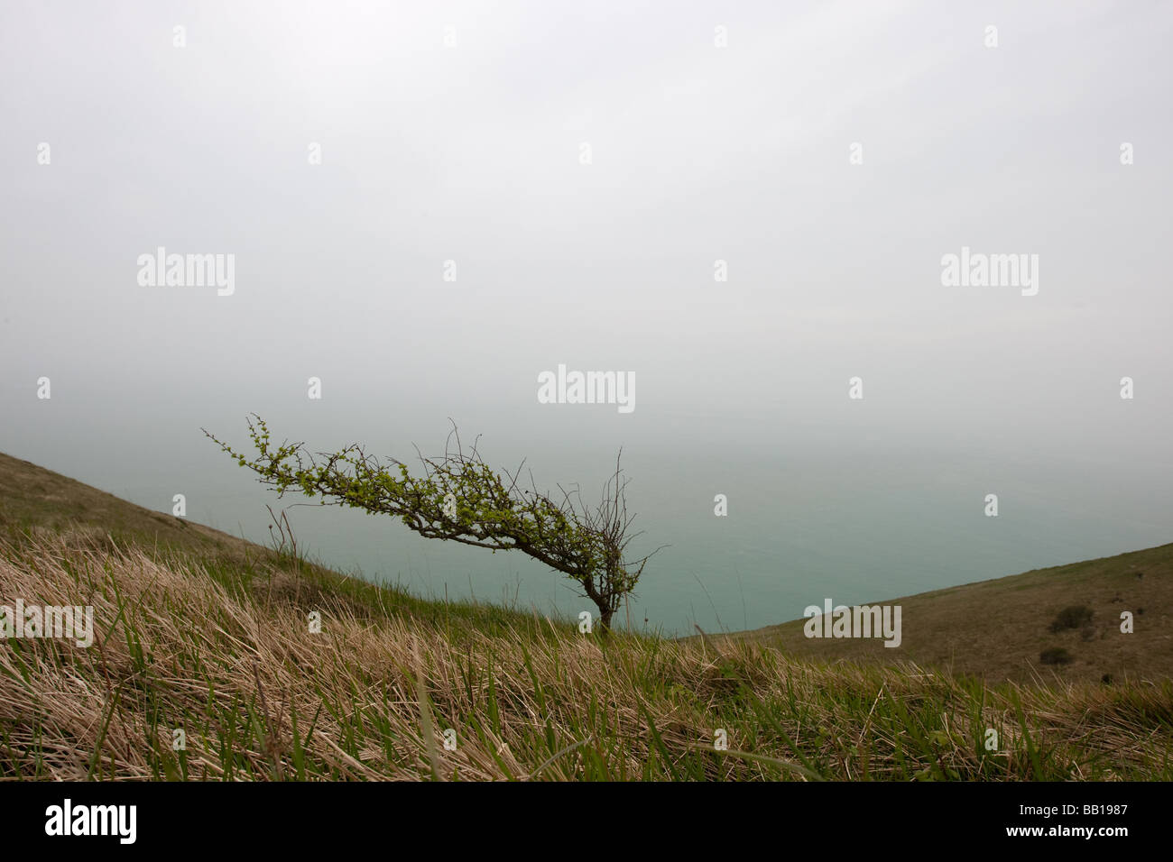 Windswept tree hi-res stock photography and images - Alamy