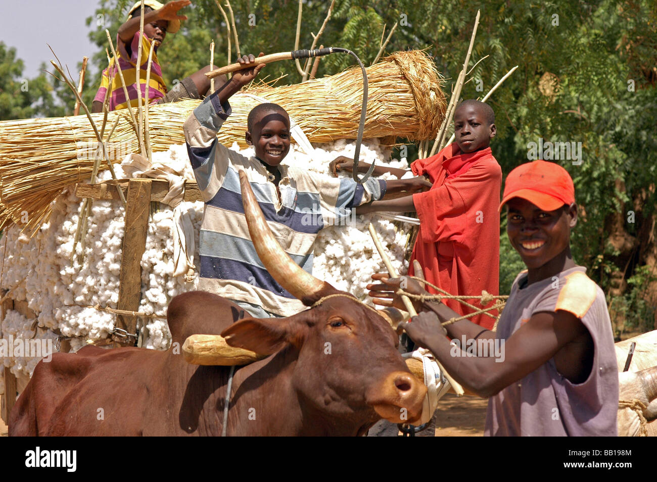 CAMEROON, Gayak. Ox-cart pulled by black & with cows, fully loaded with ...