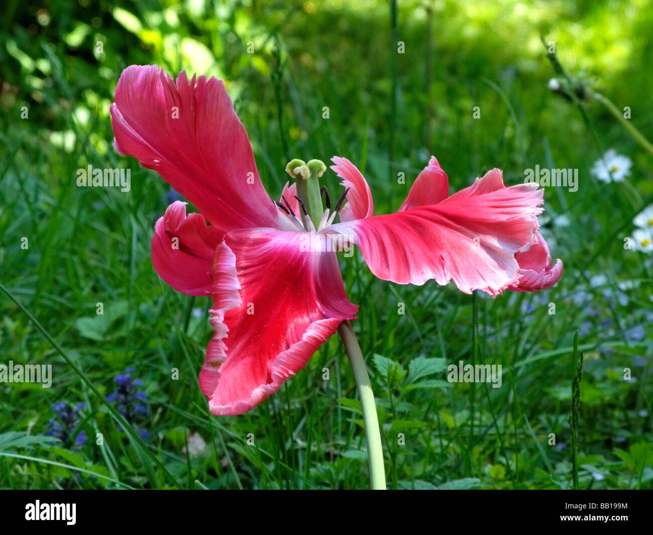 Parrot tulip hi-res stock photography and images - Alamy