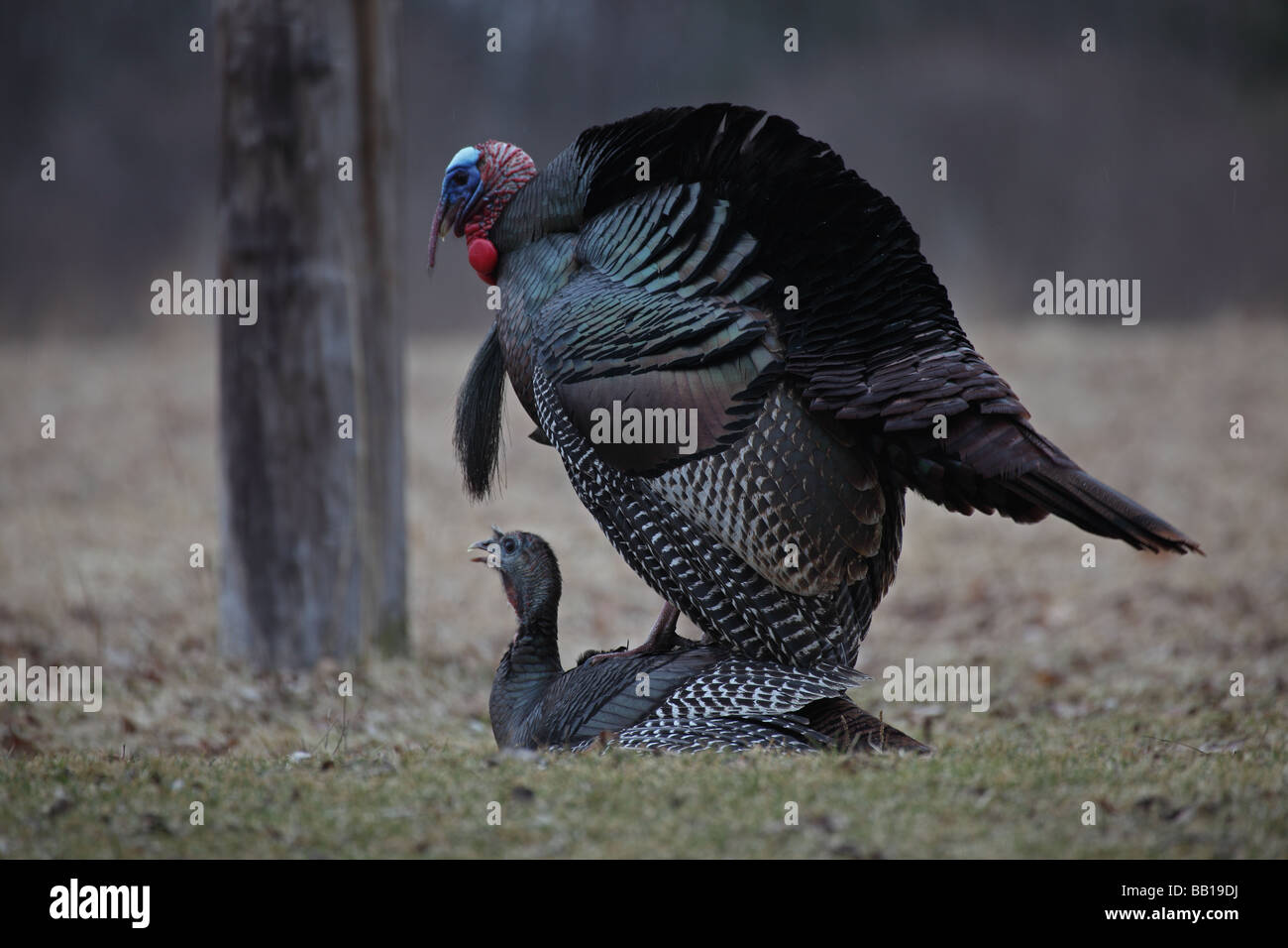 Wild Turkey (Meleagris gallopavo) Wild Turkeys Mating -Male (top ...
