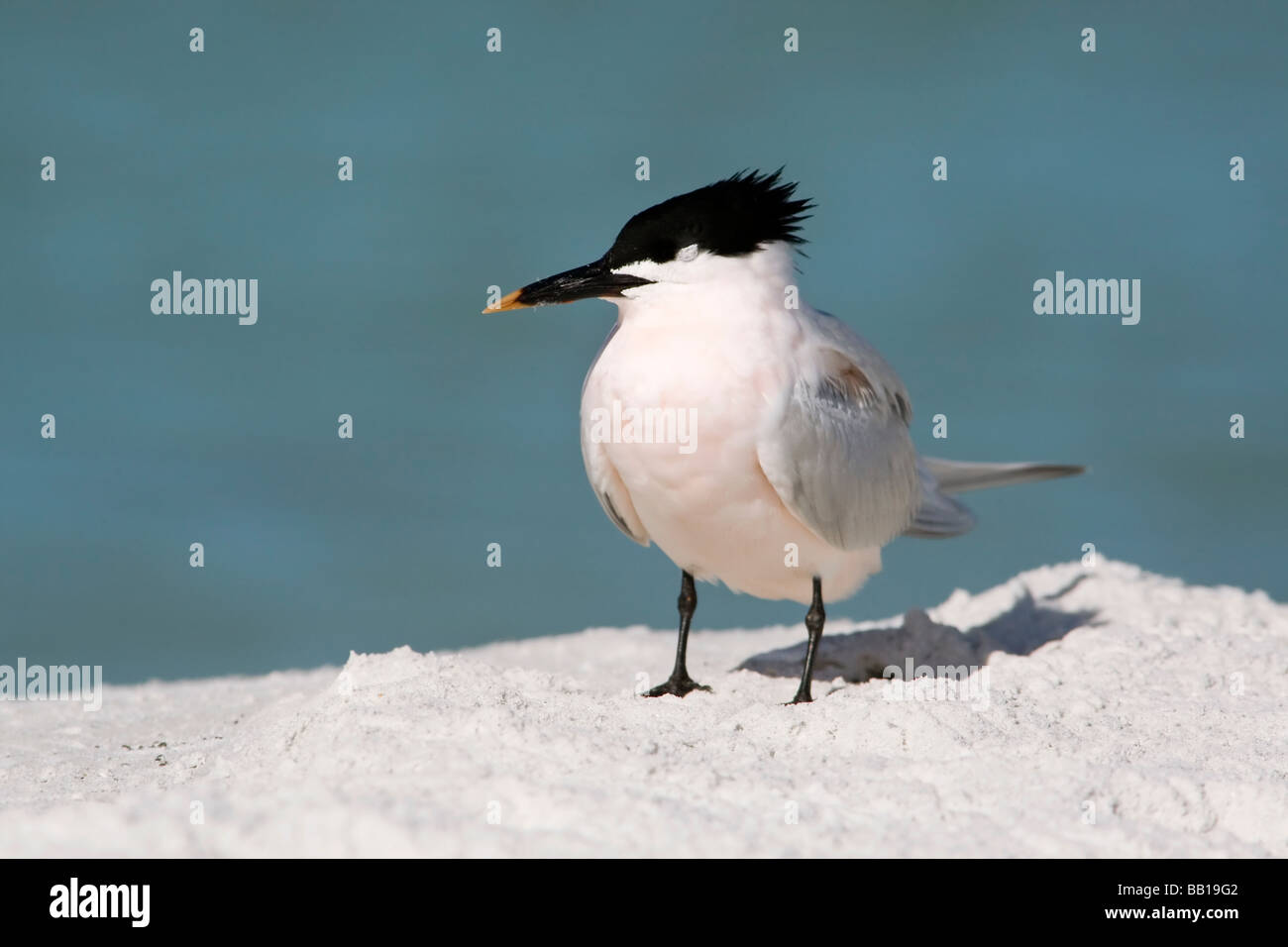 Resting sandwich tern hi-res stock photography and images - Alamy