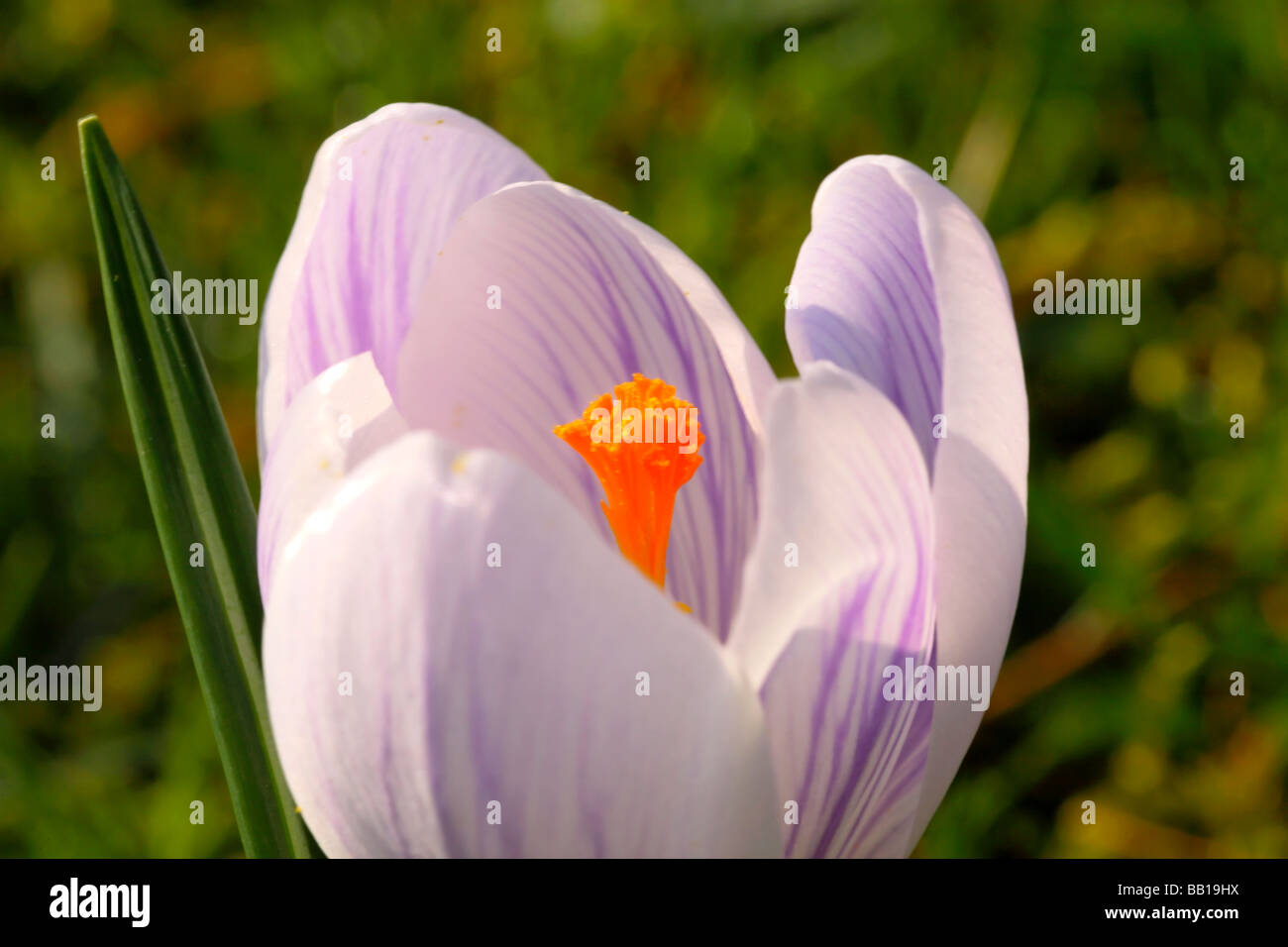 Wildflowers Crocus vernus Stock Photo - Alamy