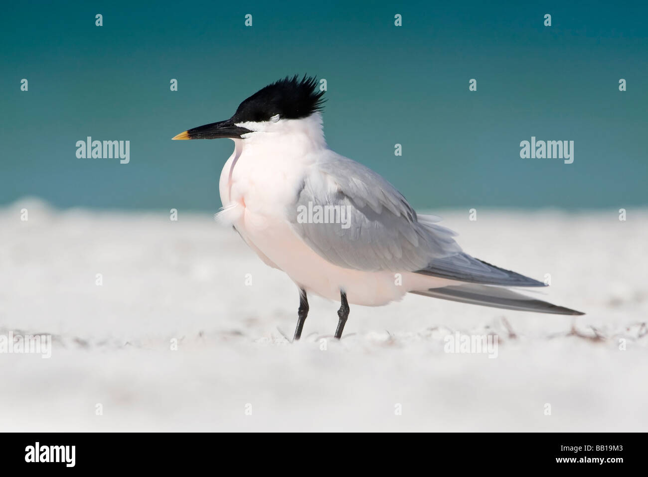 Resting sandwich tern hi-res stock photography and images - Alamy