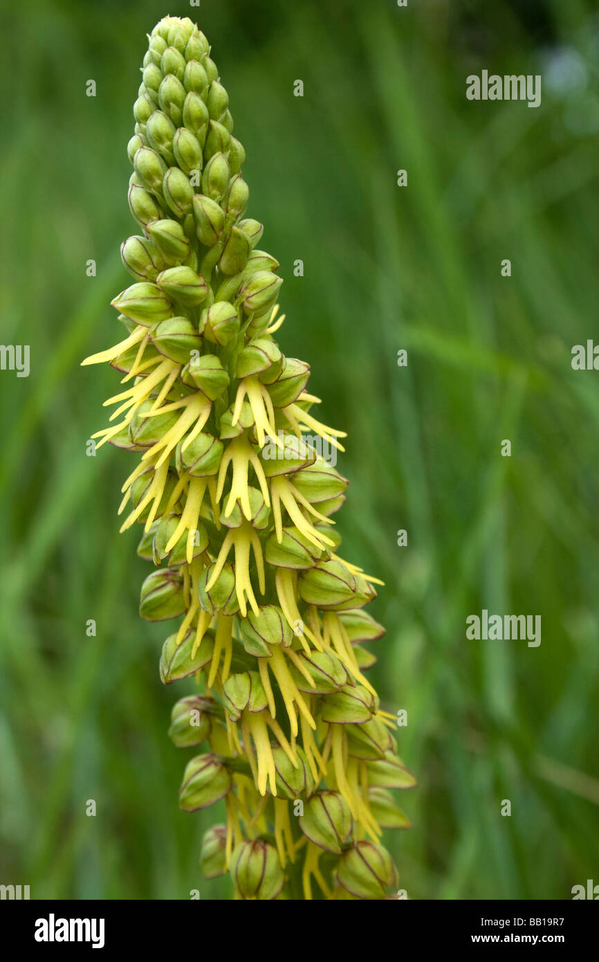 man orchid flower head Stock Photo - Alamy