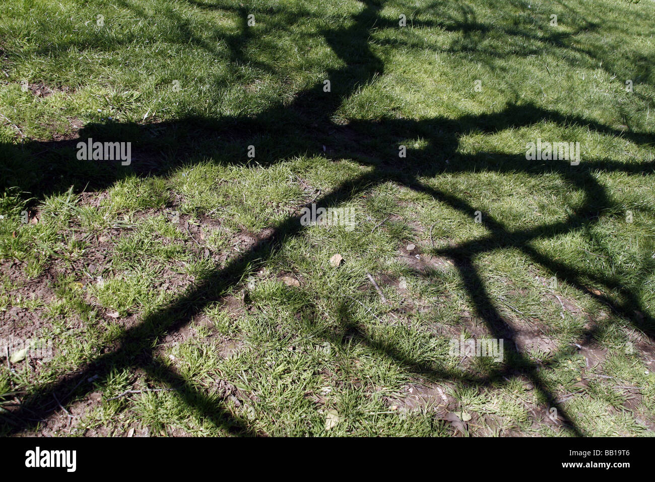 bare tree shadow on grass lawn in field in park Stock Photo - Alamy
