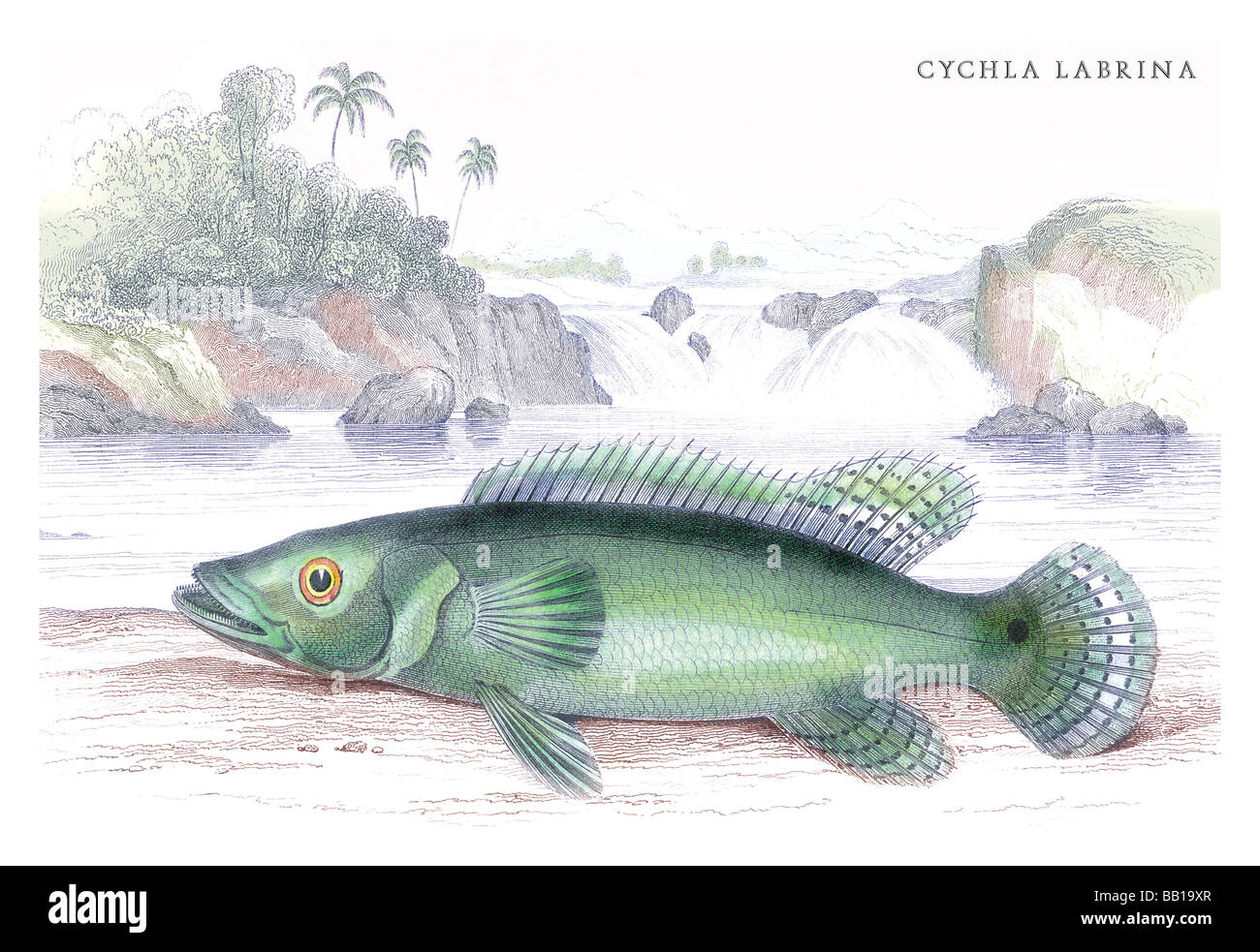 Labrina hi-res stock photography and images - Alamy