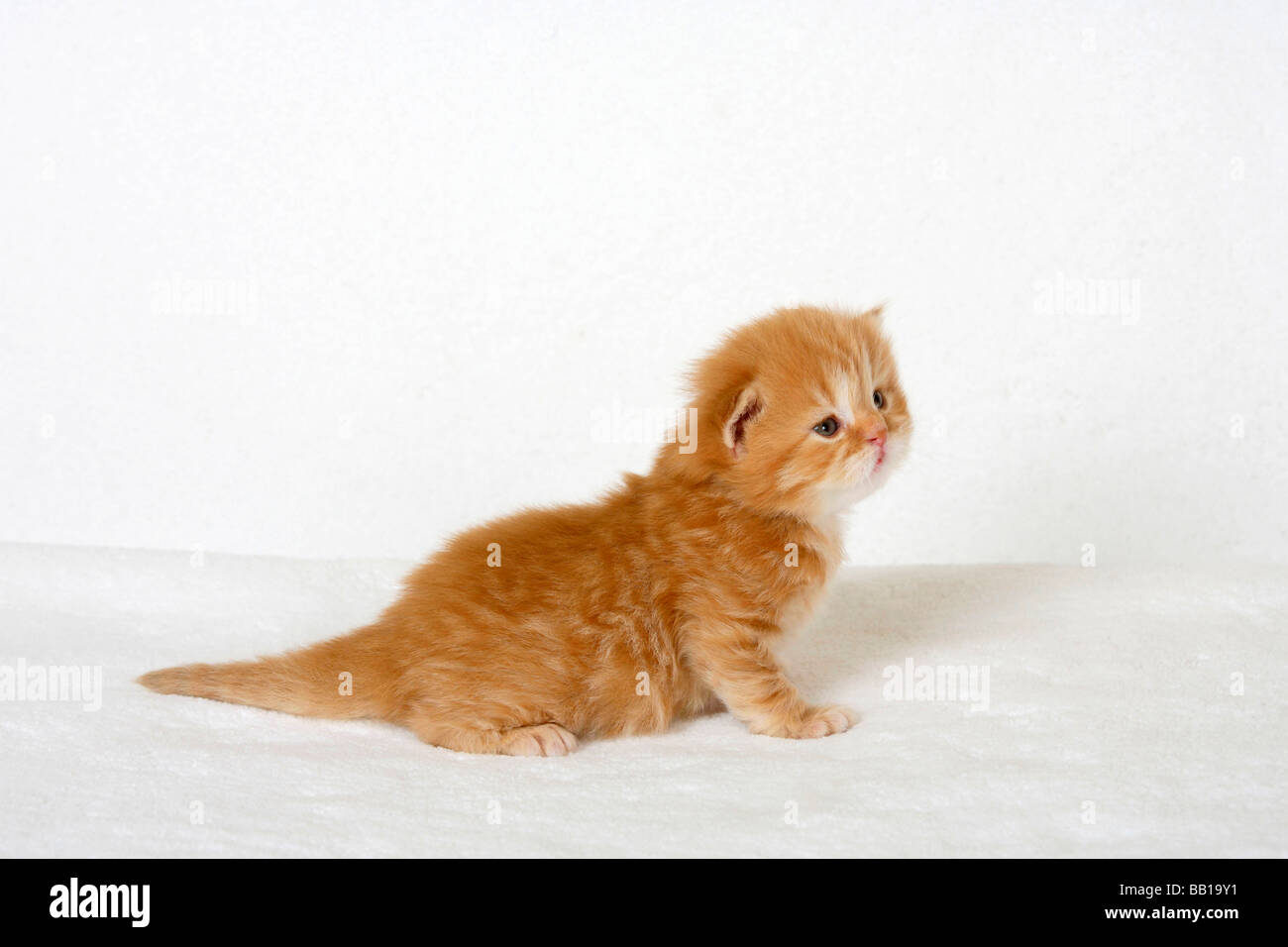 British Longhair Cat kitten 3 weeks red tabby Highlander Lowlander ...