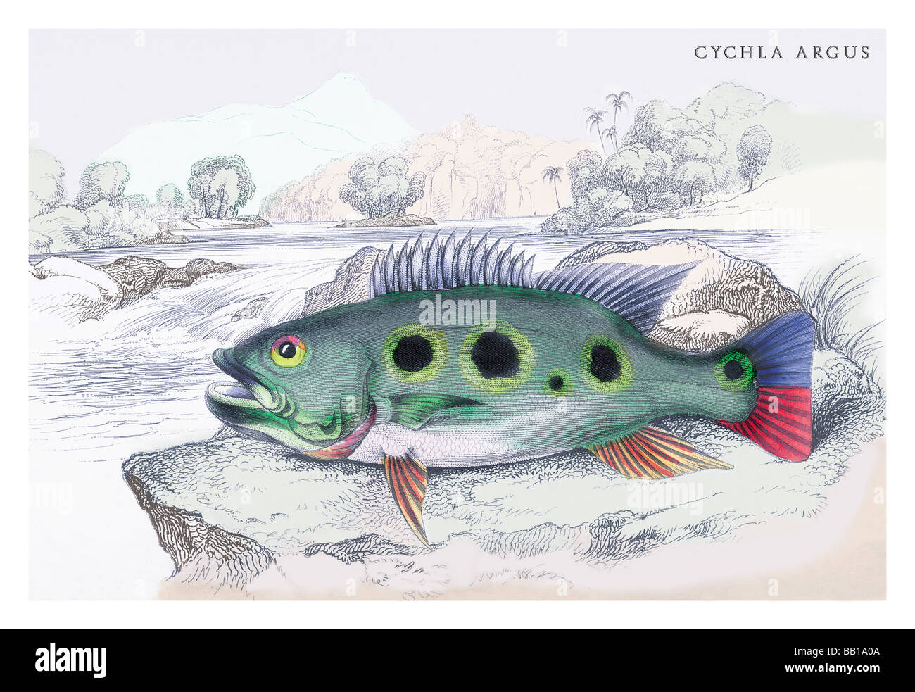 Illustration argus hi-res stock photography and images - Alamy