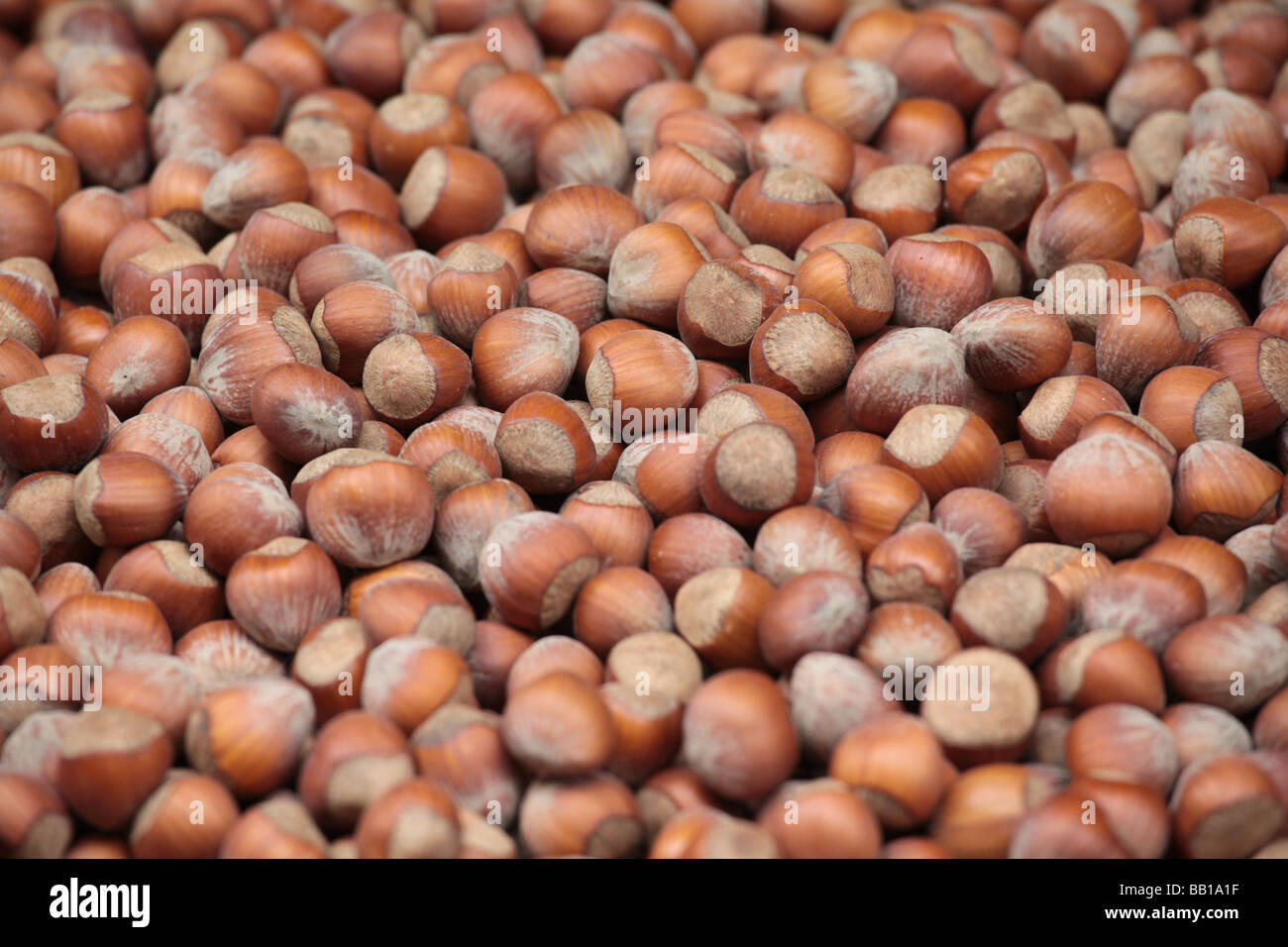 A pile of unshelled hazel nuts Stock Photo - Alamy