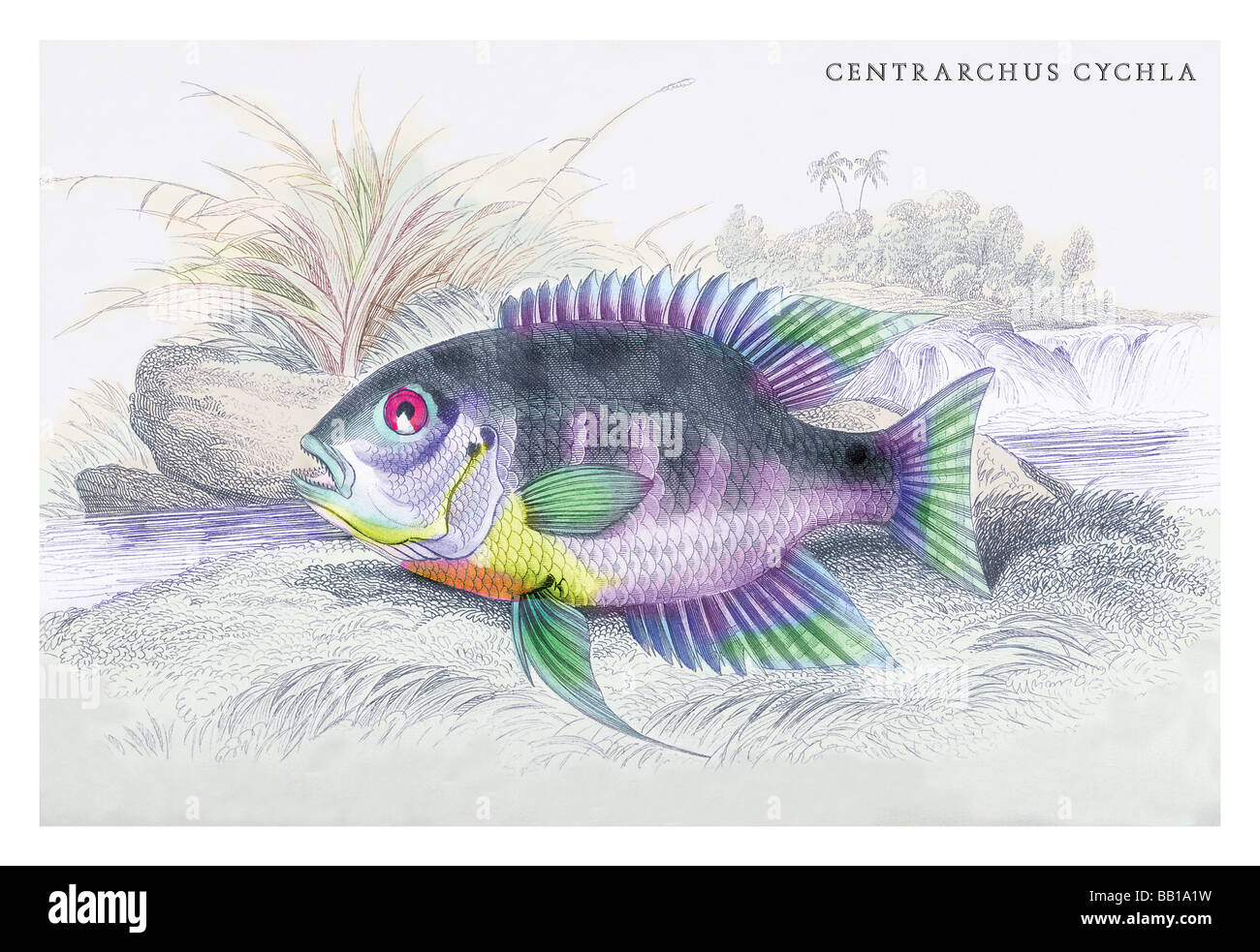 Centrarchus hi-res stock photography and images - Alamy