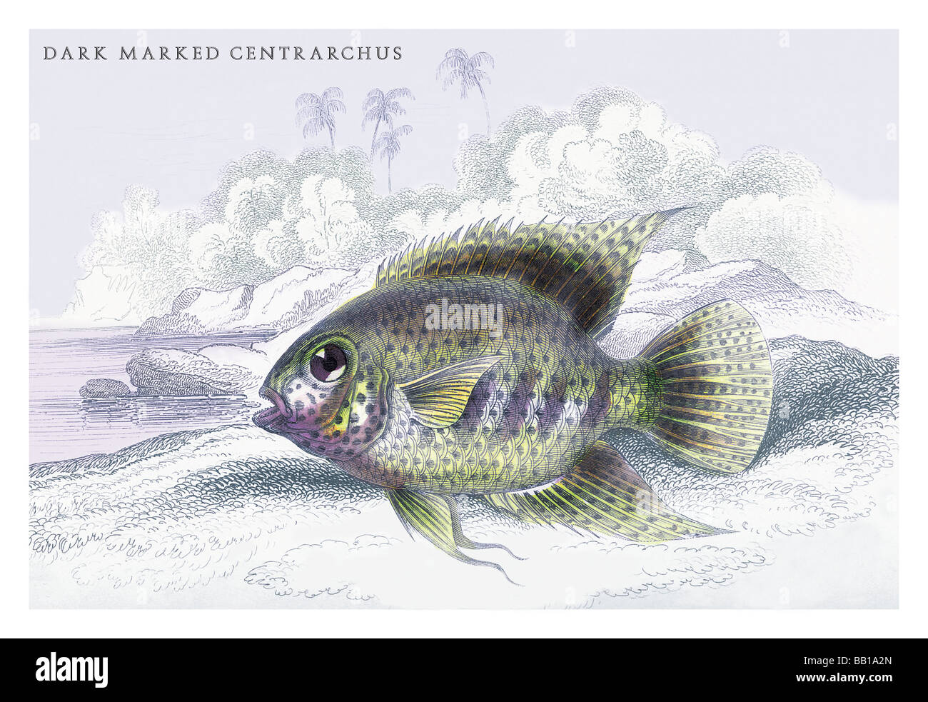 Centrarchus hi-res stock photography and images - Alamy