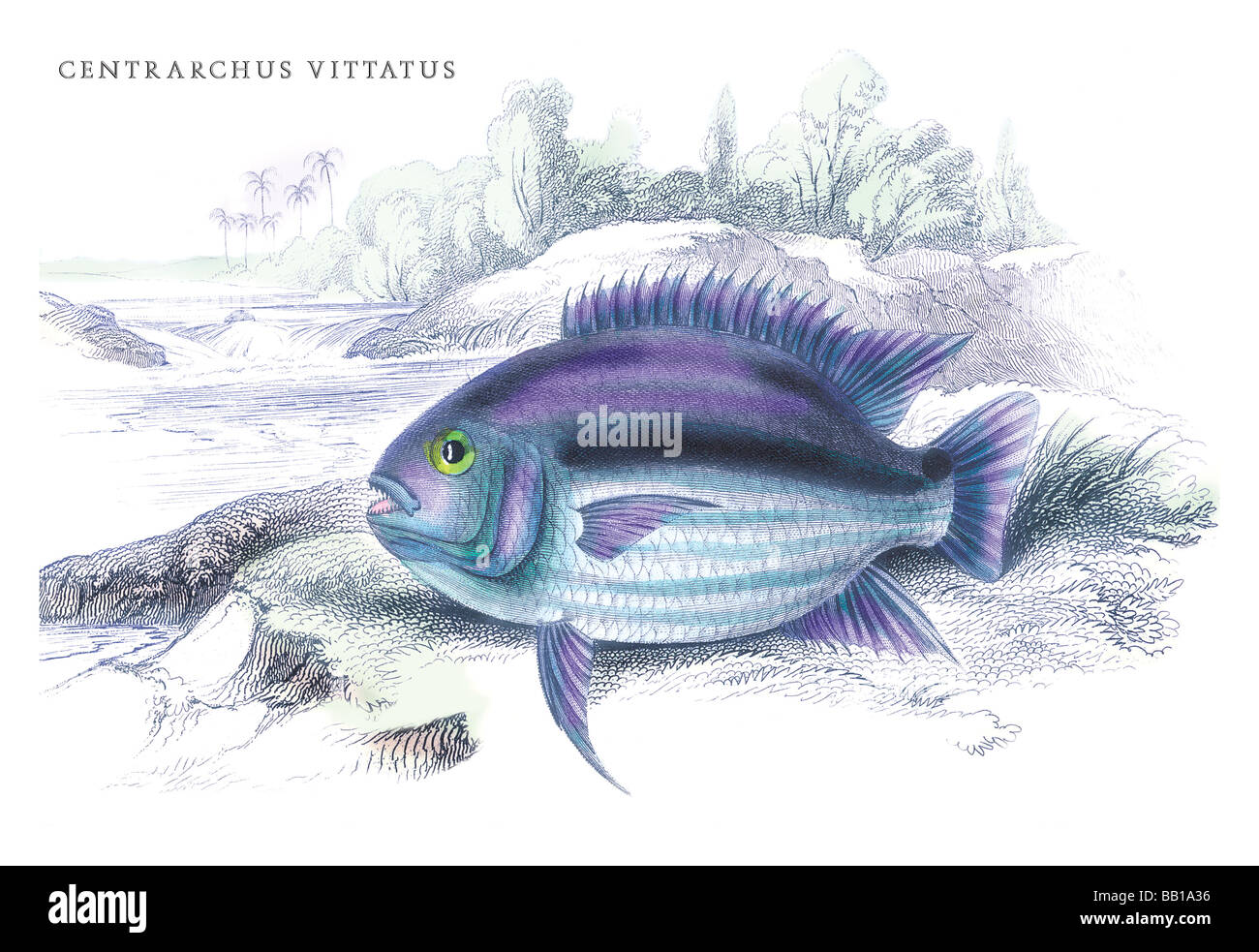 Centrarchus hi-res stock photography and images - Alamy