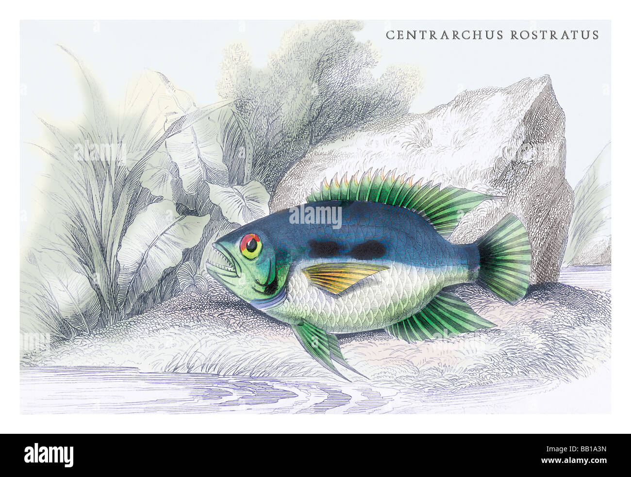 Centrarchus hi-res stock photography and images - Alamy