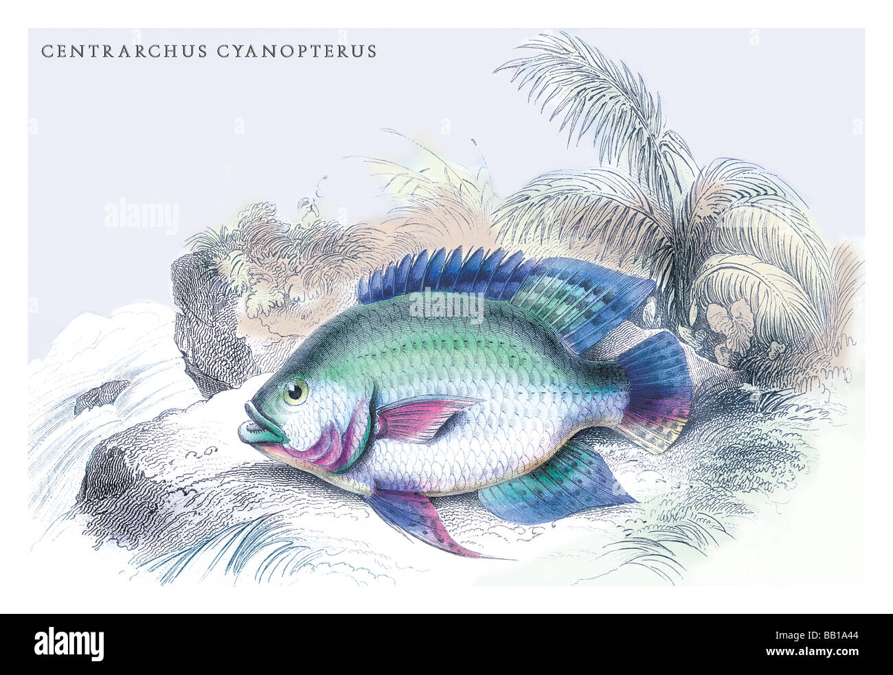 Centrarchus hi-res stock photography and images - Alamy