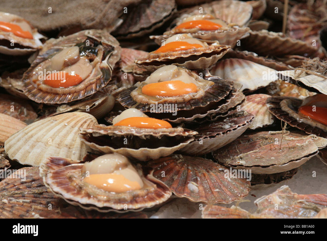 A pile of scallops in their shell Stock Photo - Alamy