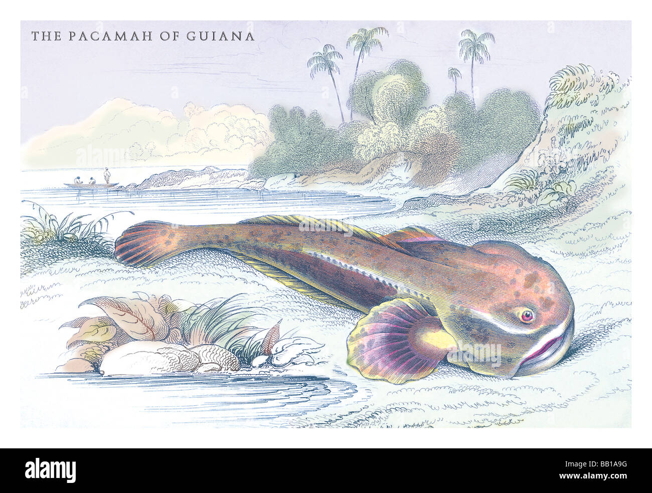The Pacamah of Guiana Stock Photo - Alamy