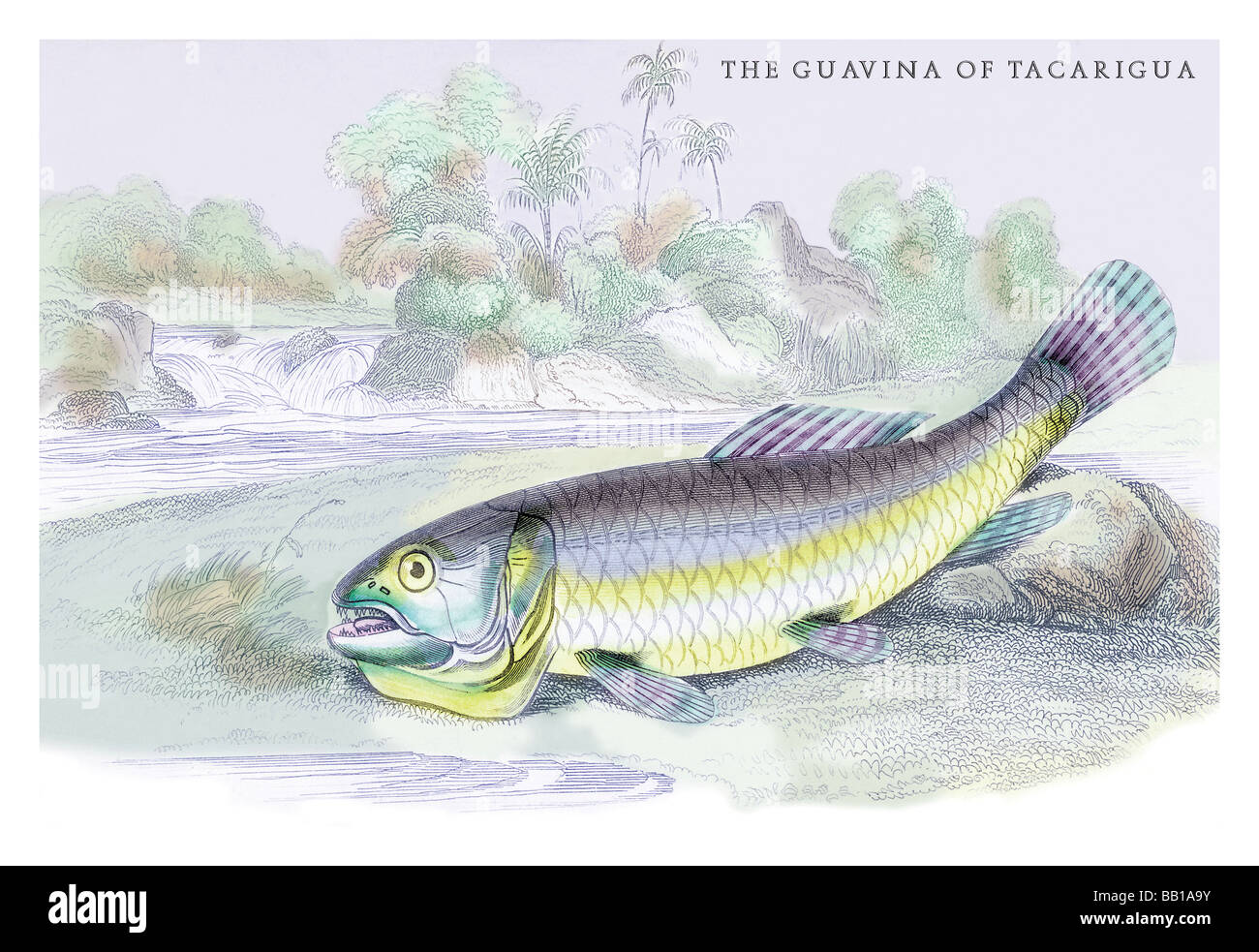 Tacarigua hi-res stock photography and images - Alamy