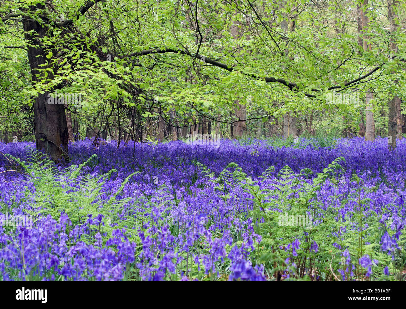 Bluebells christmas common oxfordshire hi-res stock photography and ...