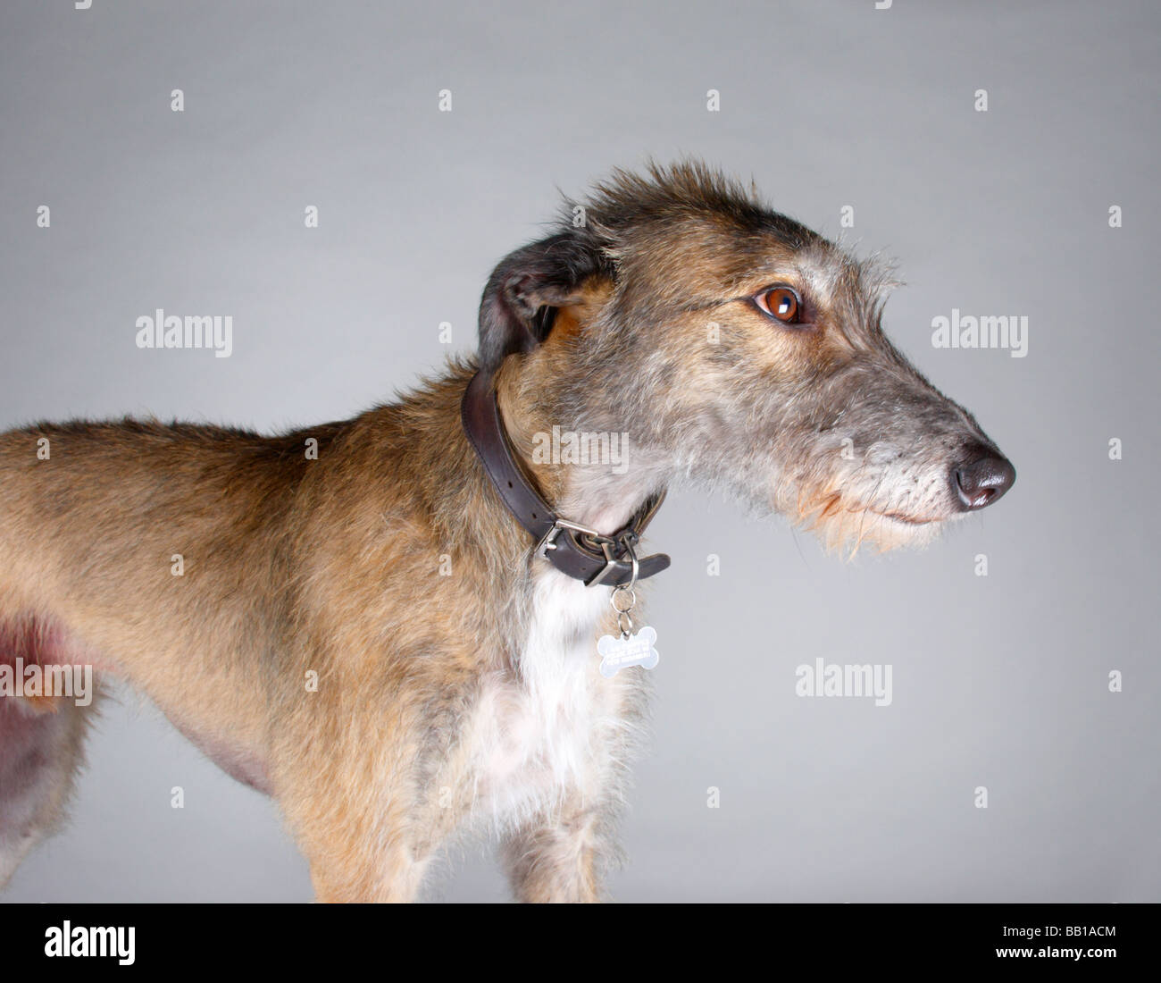 Mohican dog hi-res stock photography and images - Alamy