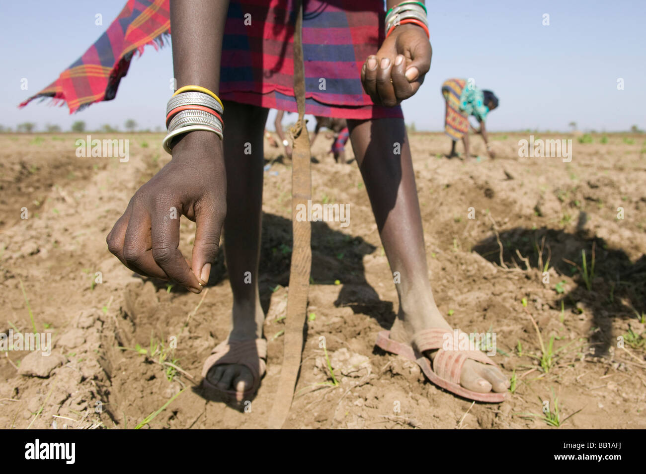 Woman working in the fields, planting corn, Afar tribe, Awash Fontale ...