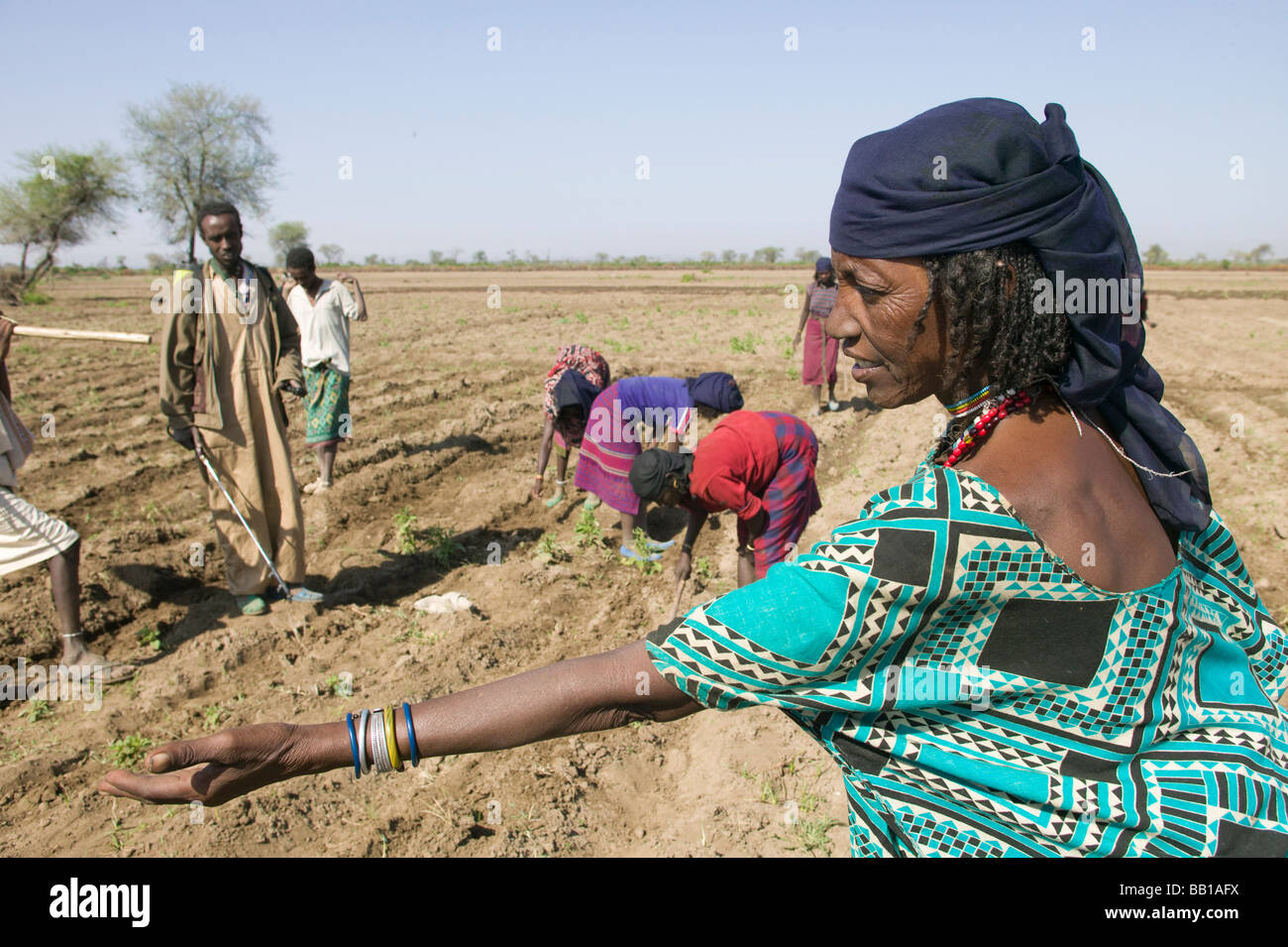 Woman working in the fields, planting corn, Afar tribe, Awash Fontale ...