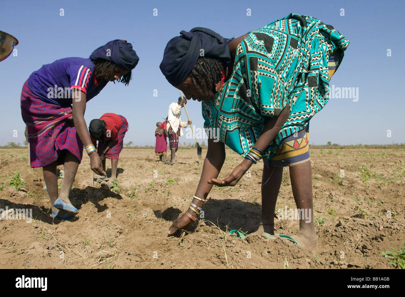 Woman working in the fields, planting corn, Afar tribe, Awash Fontale ...