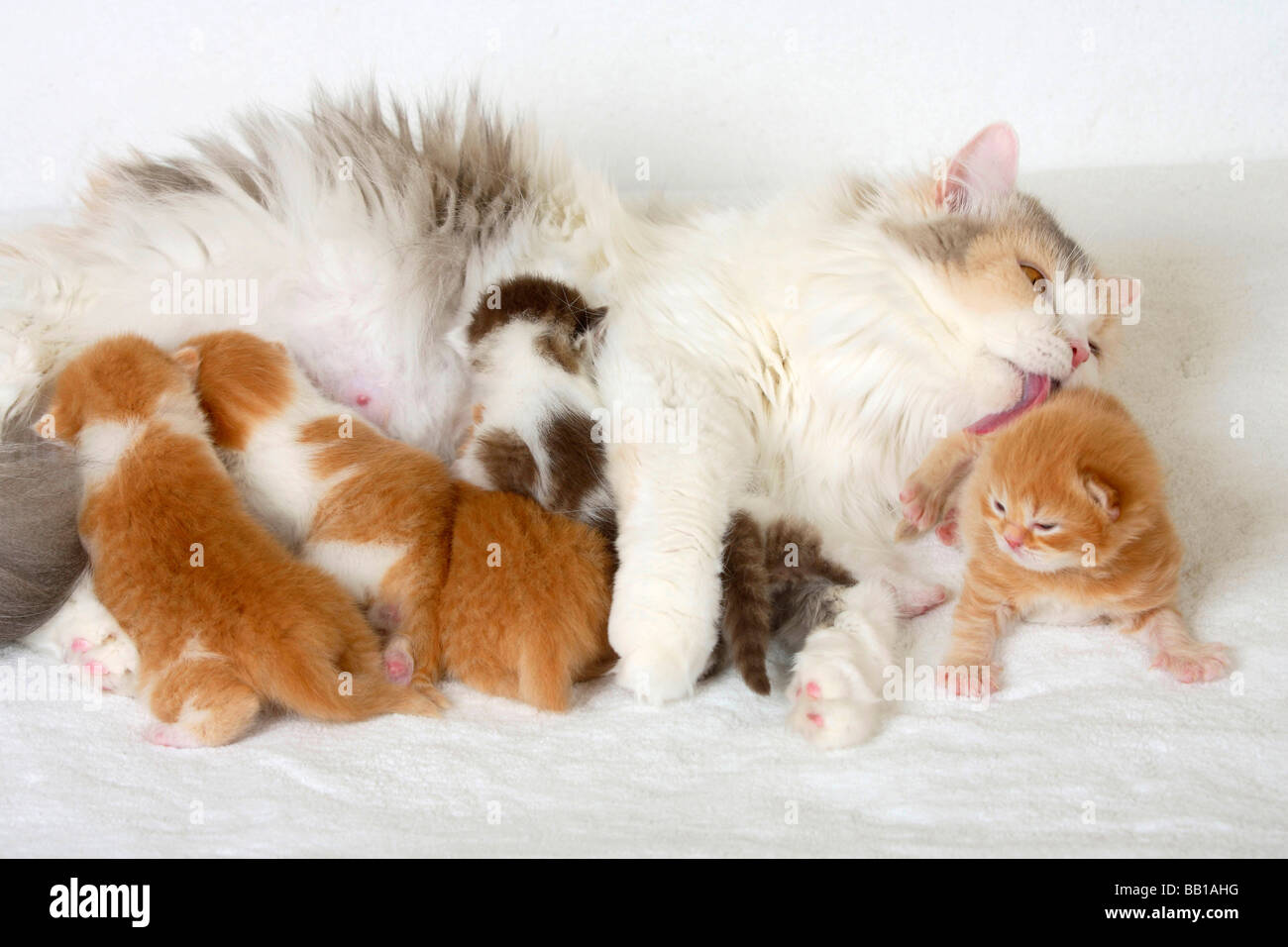 British Longhair Cat blue cream white with kittens 2 weeks Highlander ...