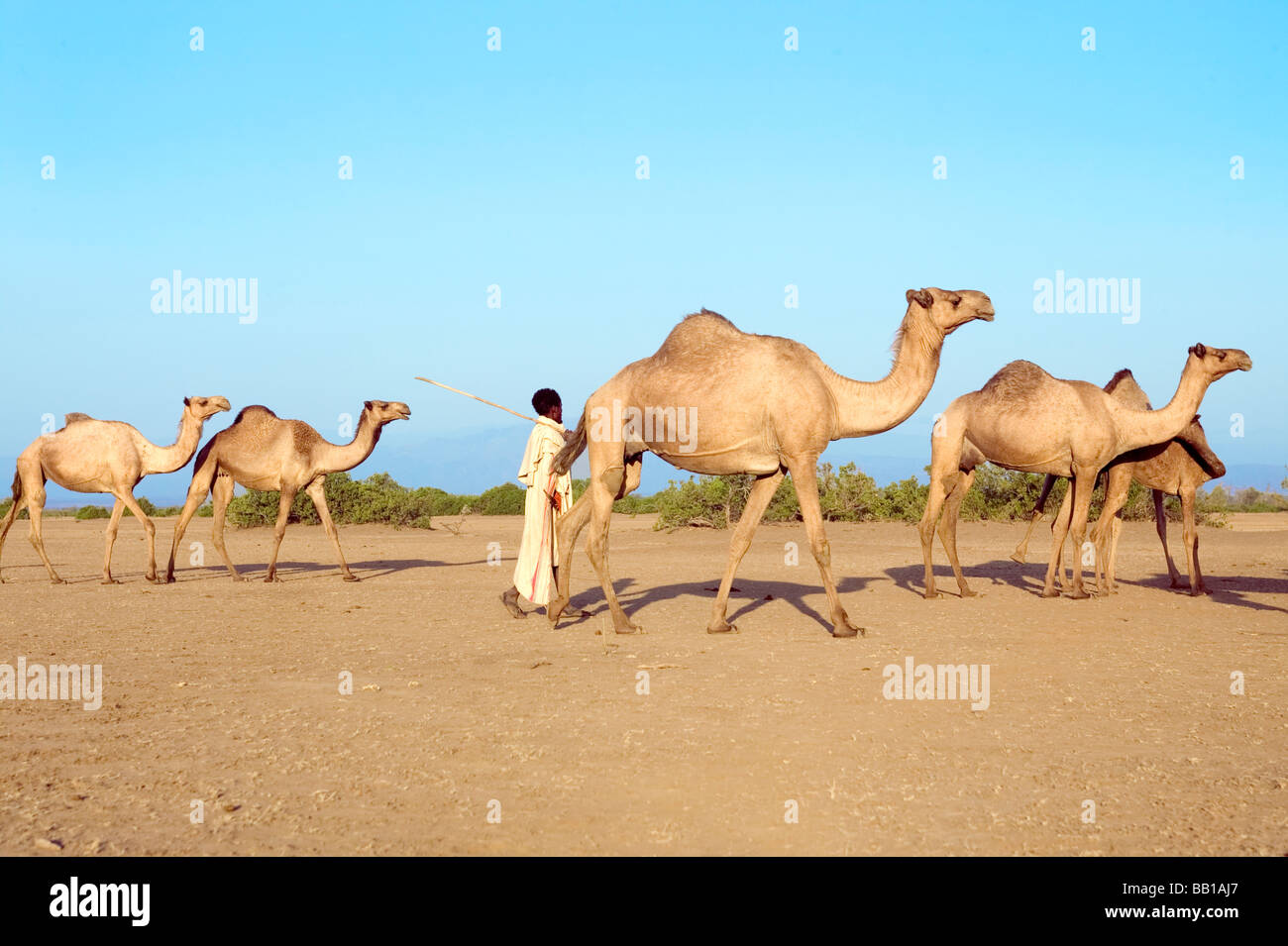 Camel herder, Afar tribe, Awash Fontale, Ethiopia Stock Photo - Alamy