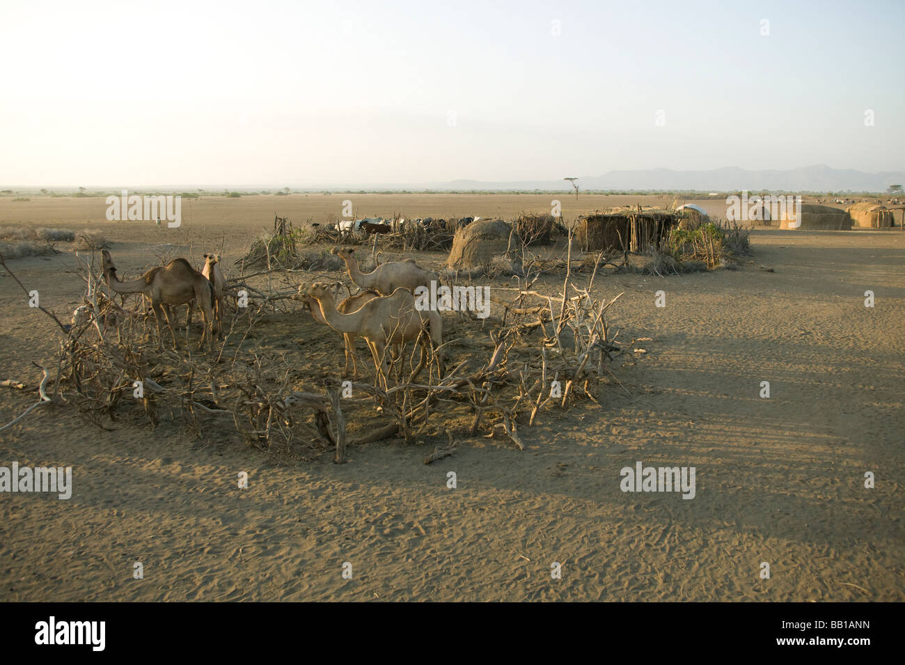 Homestead in village, Afar tribe, Awash Fontale, Ethiopia Stock Photo ...