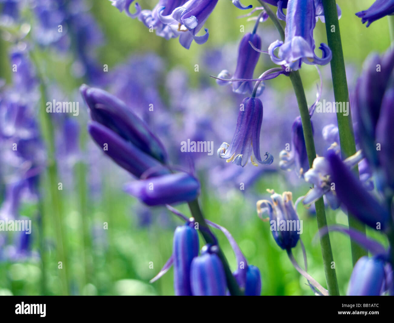 Bluebells christmas common oxfordshire hi-res stock photography and ...