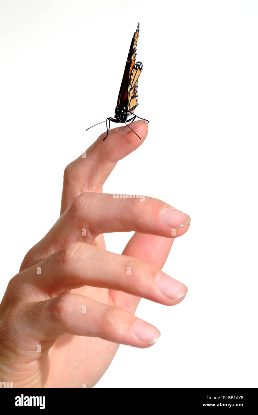 Hand holding life Monarch butterfly Stock Photo - Alamy
