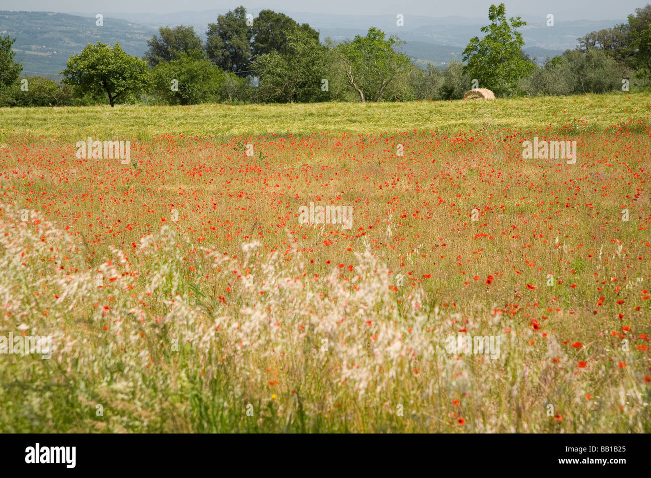 Bright red poppies growing amid crops Stock Photo - Alamy