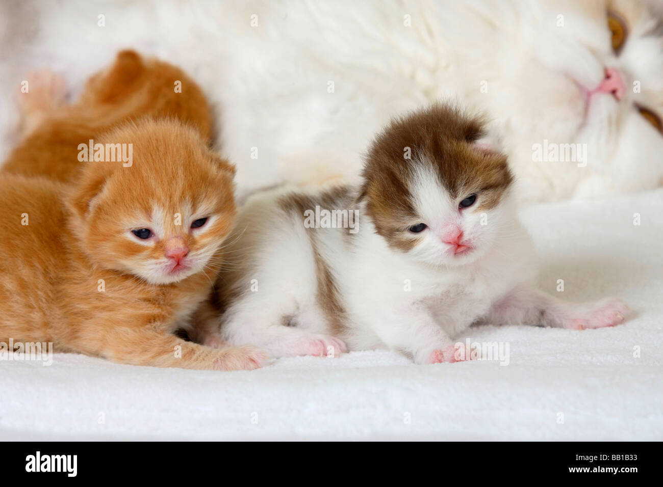 British Longhair Cat blue cream white with kittens 2 weeks Highlander ...