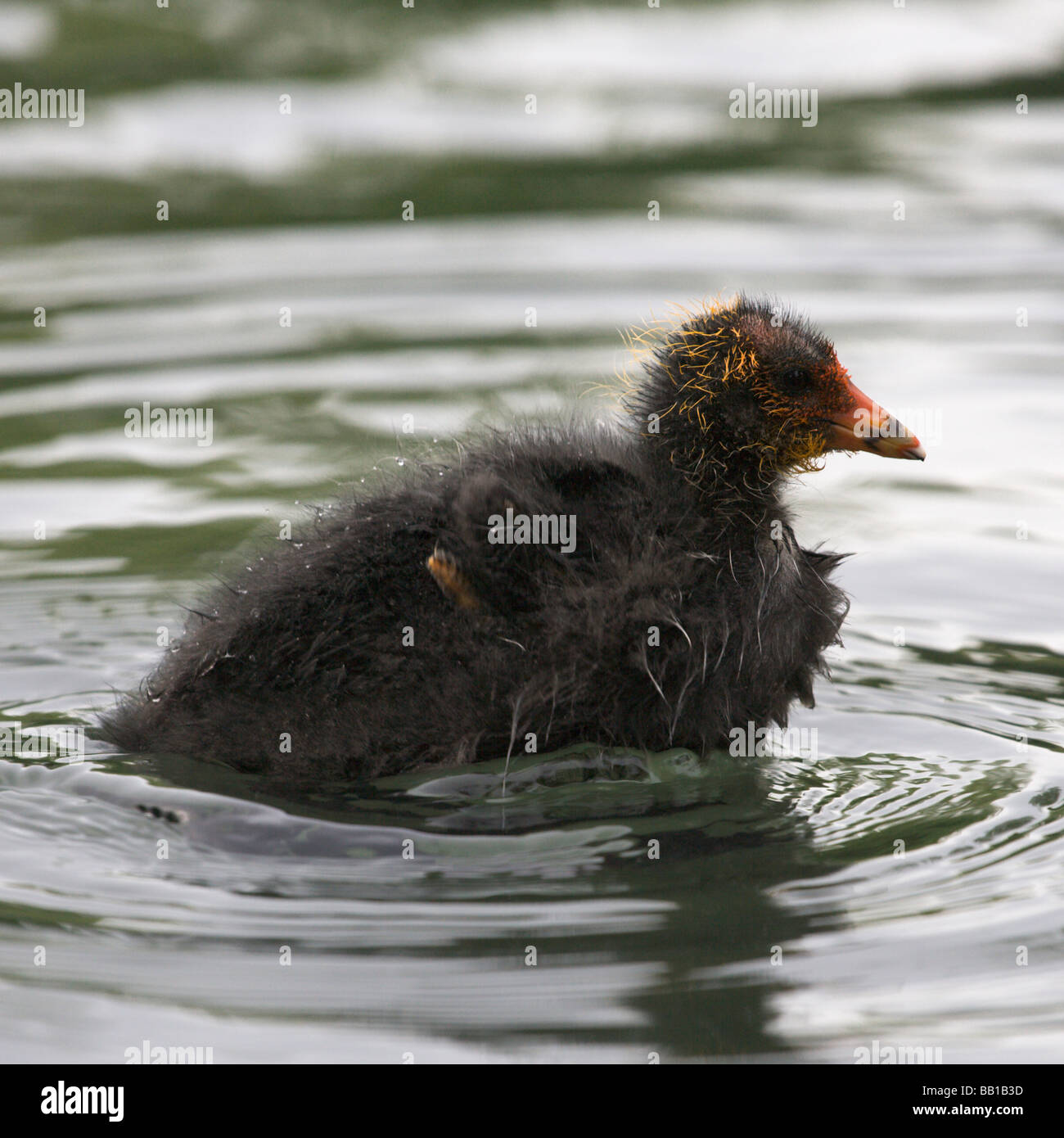 A baby eurasian coot chick learning to swim Stock Photo - Alamy