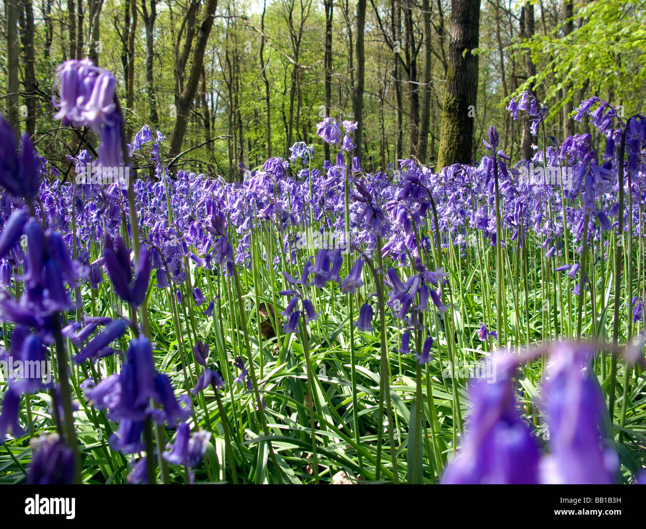 Christmas common oxfordshire hi-res stock photography and images - Alamy