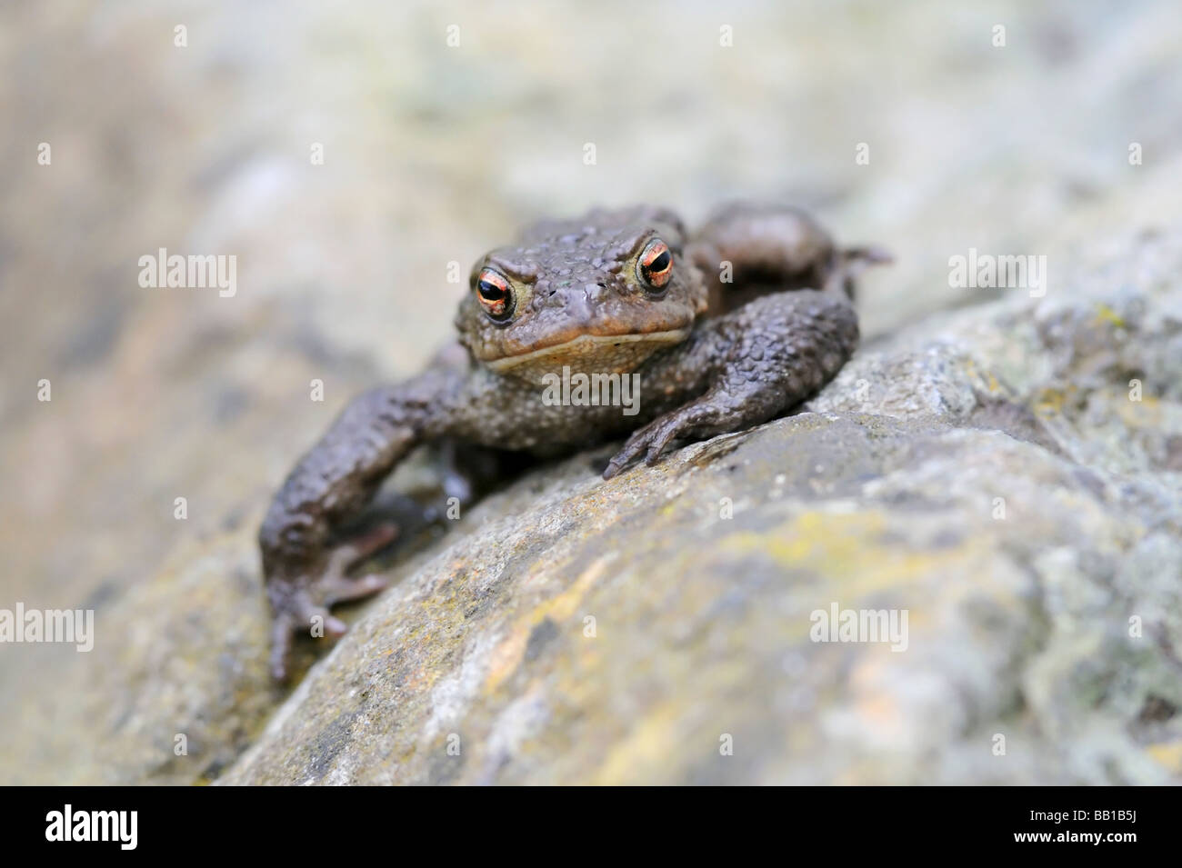 Toad staring hi-res stock photography and images - Alamy