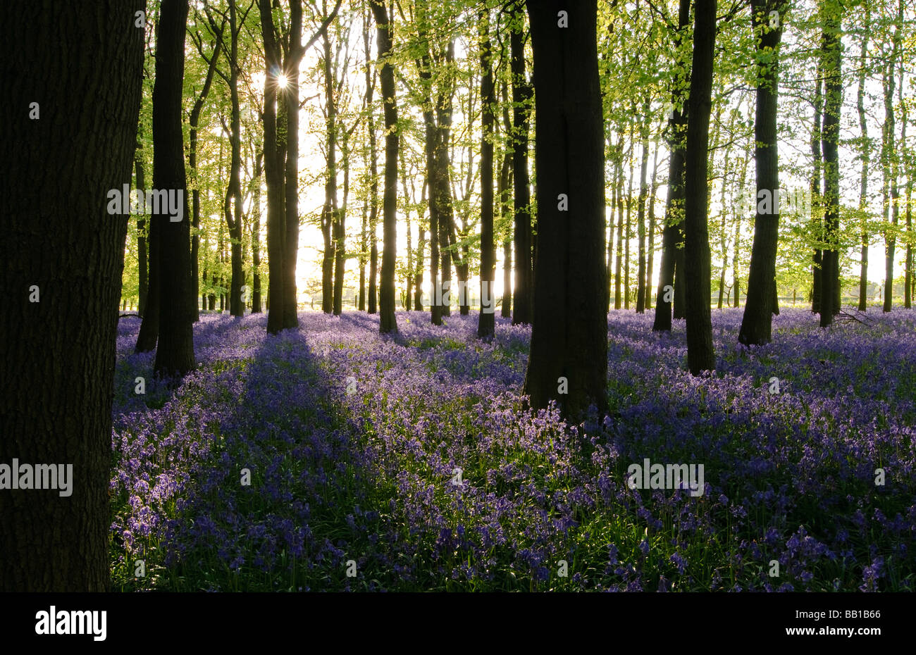 Bluebells at Dockey Wood, Ashridge Estate Stock Photo - Alamy